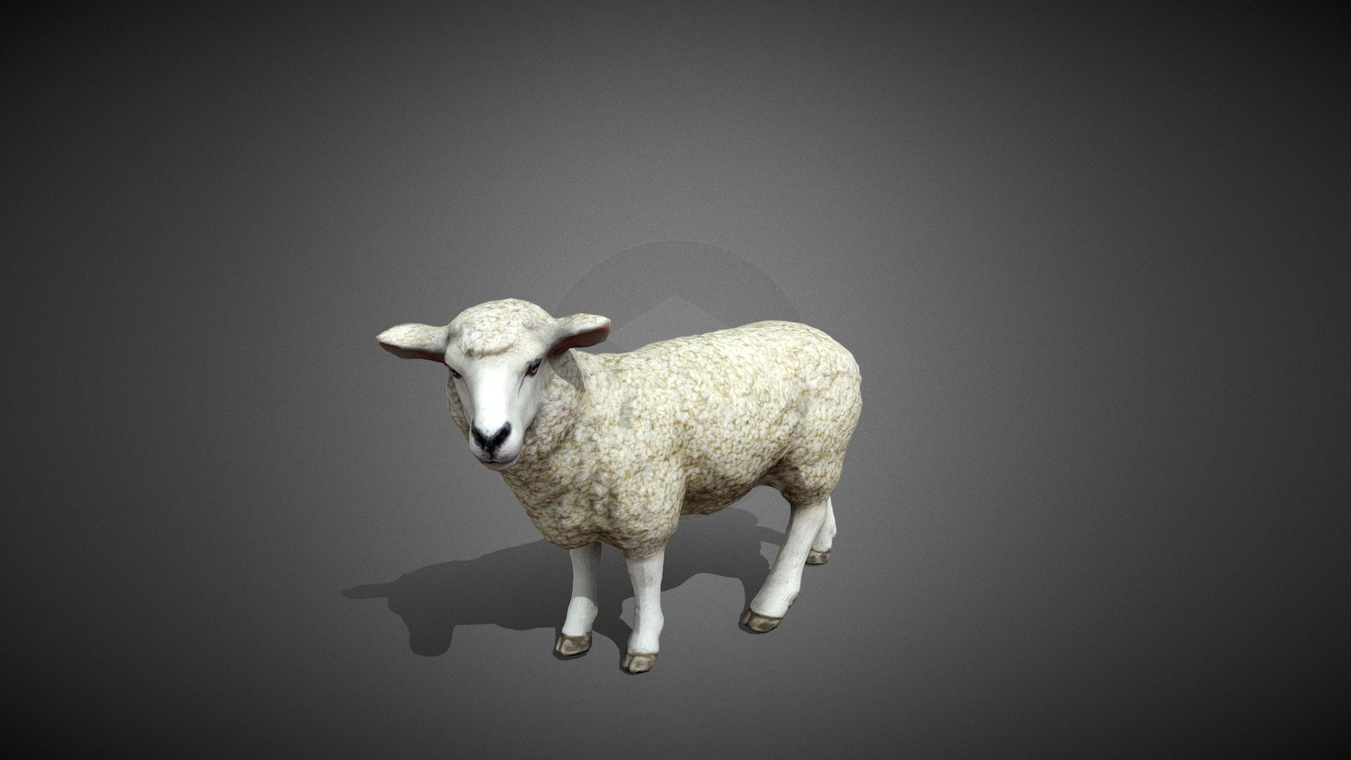 Sheep - 3D model by Stephengury [bde71ad] - Sketchfab