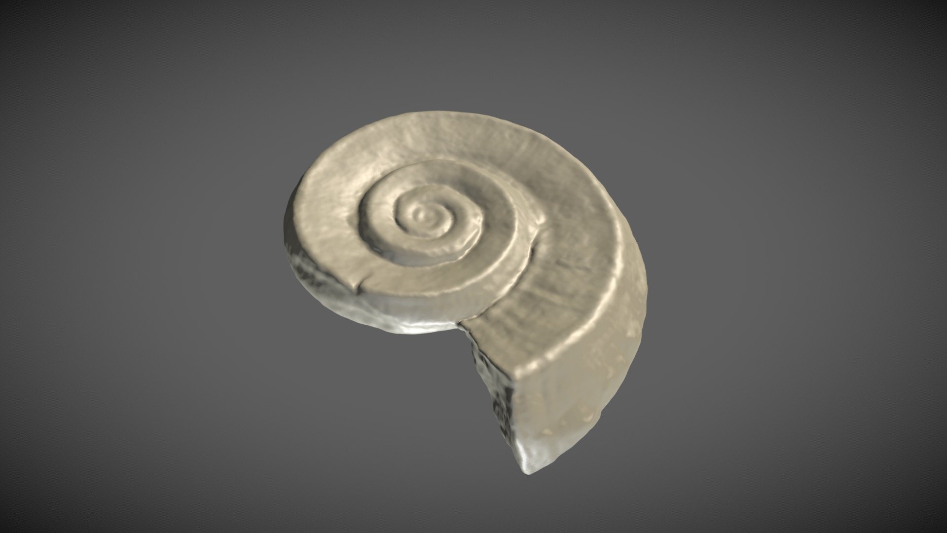 Straparollus, a Carboniferous gastropod - Download Free 3D model by ...