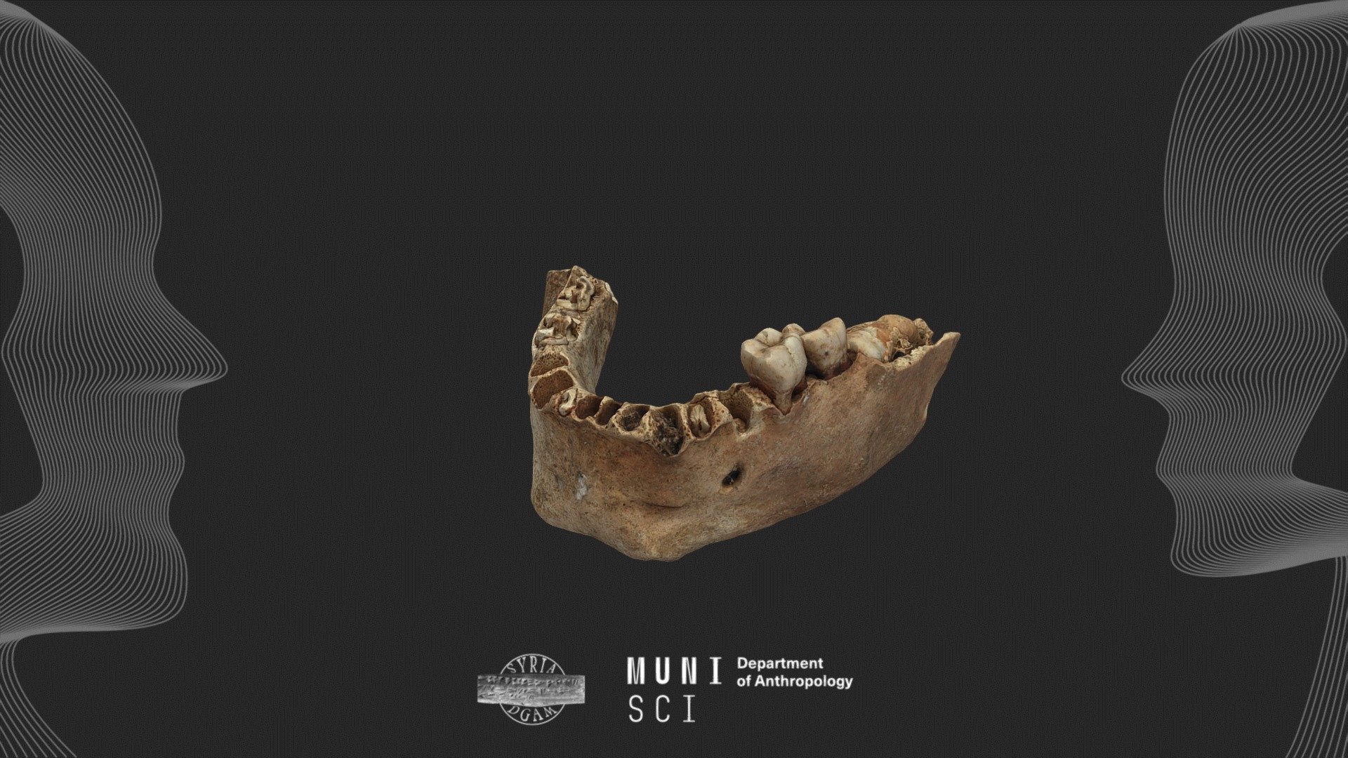 Archaeological human mandible #12 - Syria - Download Free 3D model by ...