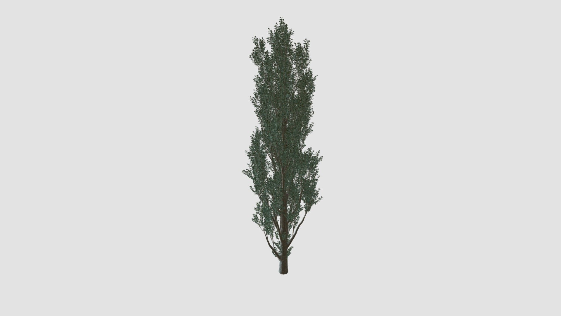 Tree - Buy Royalty Free 3D model by Evermotion [bded0dc] - Sketchfab Store