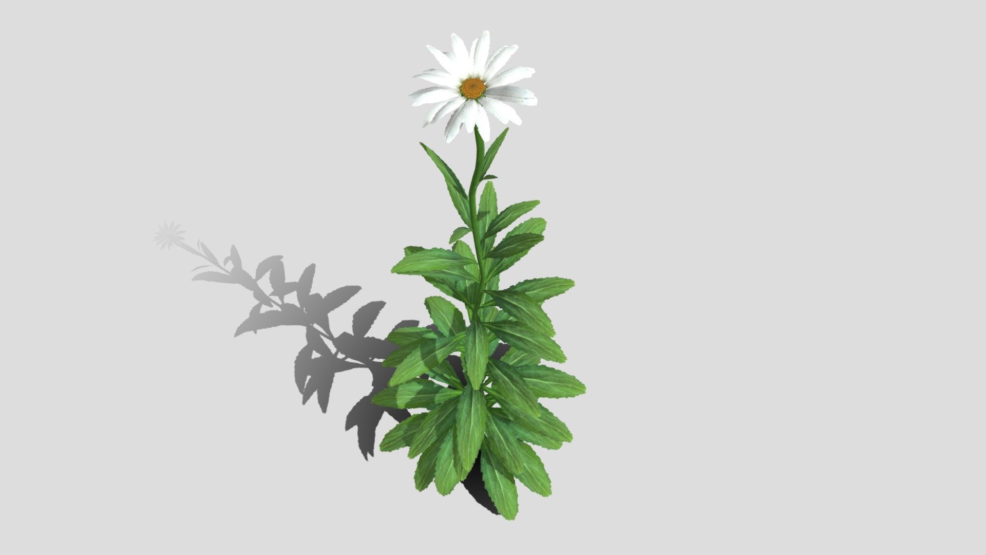 Marguerite 01 - Download Free 3D model by charles.cla [bdf3651] - Sketchfab