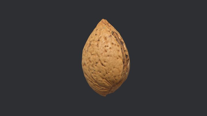 Almond 3D models - Sketchfab