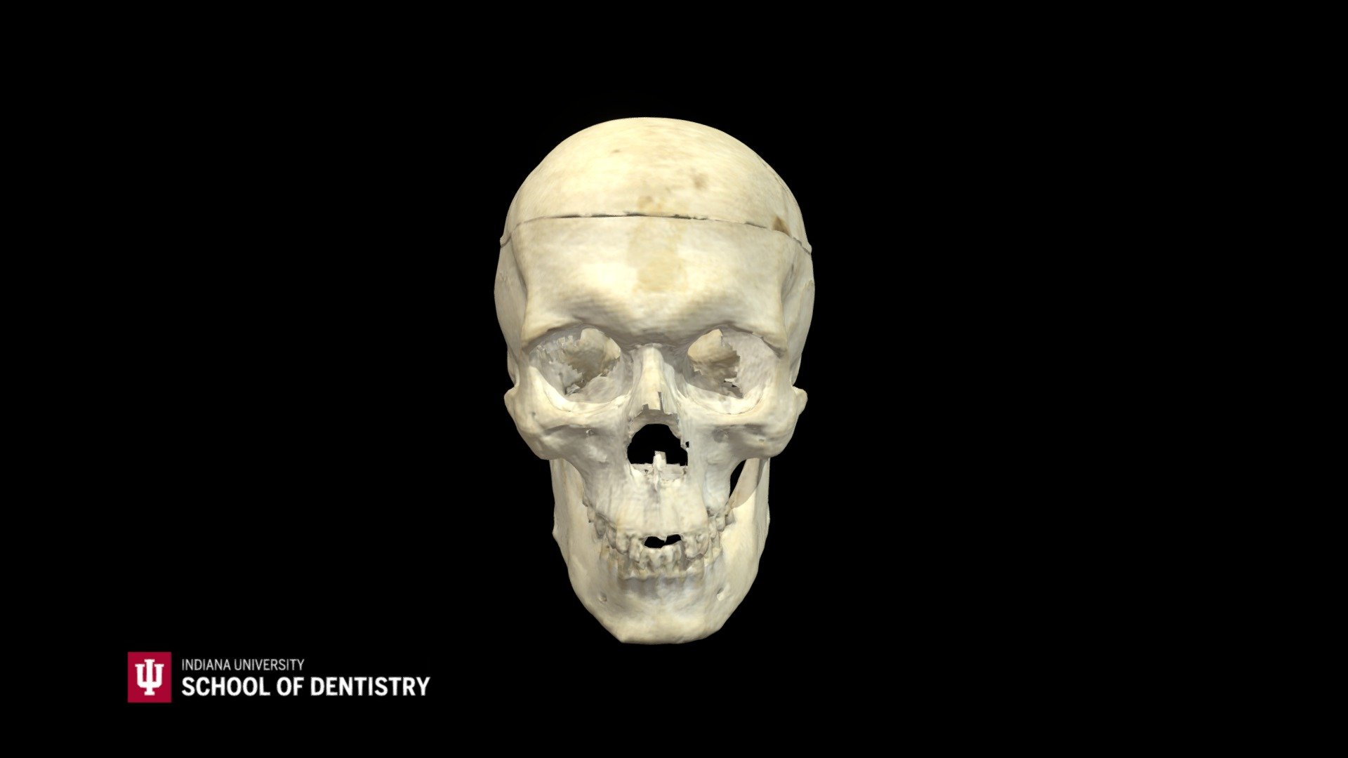 Skull 8 - 3D model by Znyth Technologies [be057bb] - Sketchfab