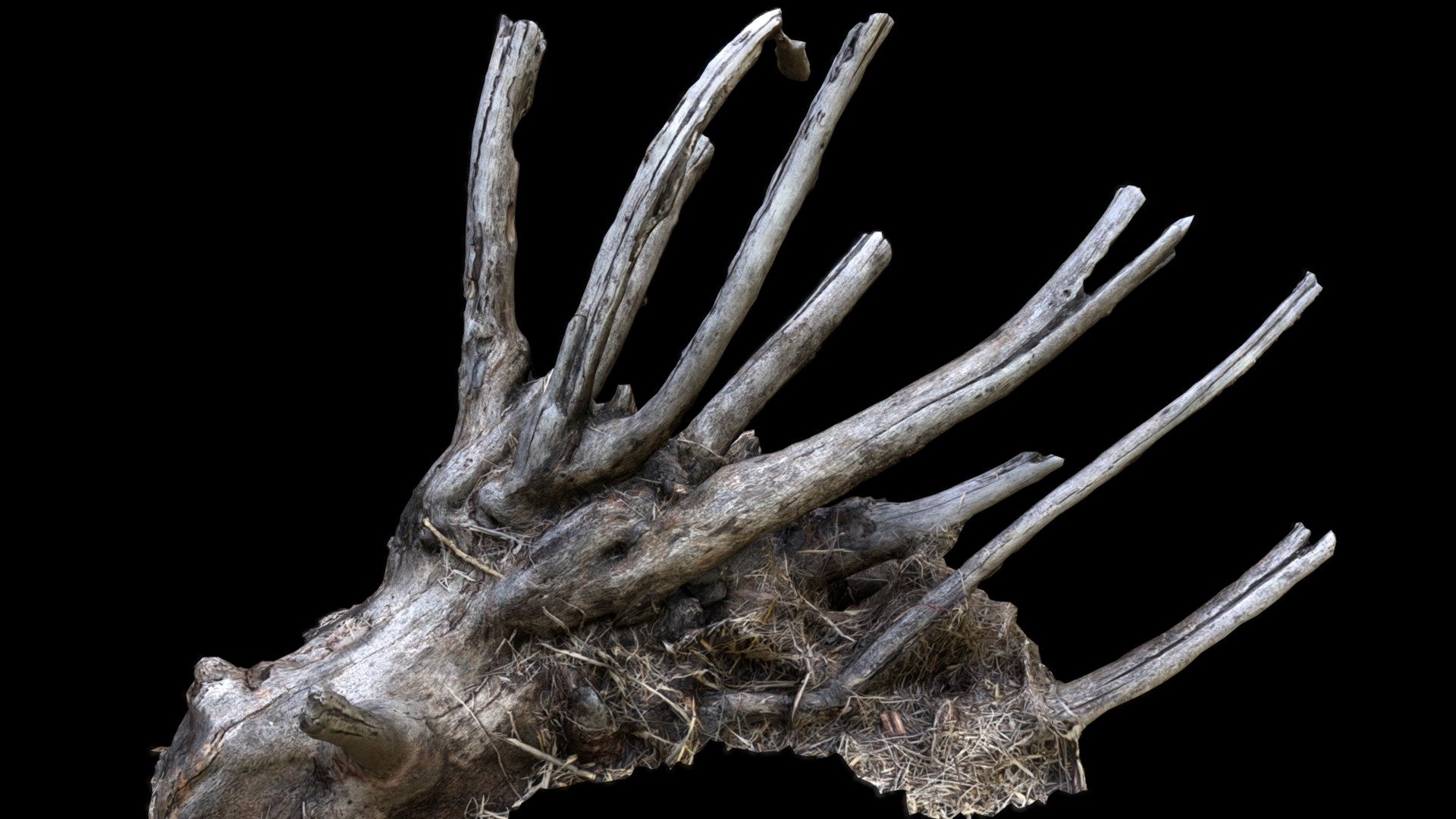 Crazy Tree Roots Scan - Download Free 3D model by EFX (@evan4129 ...