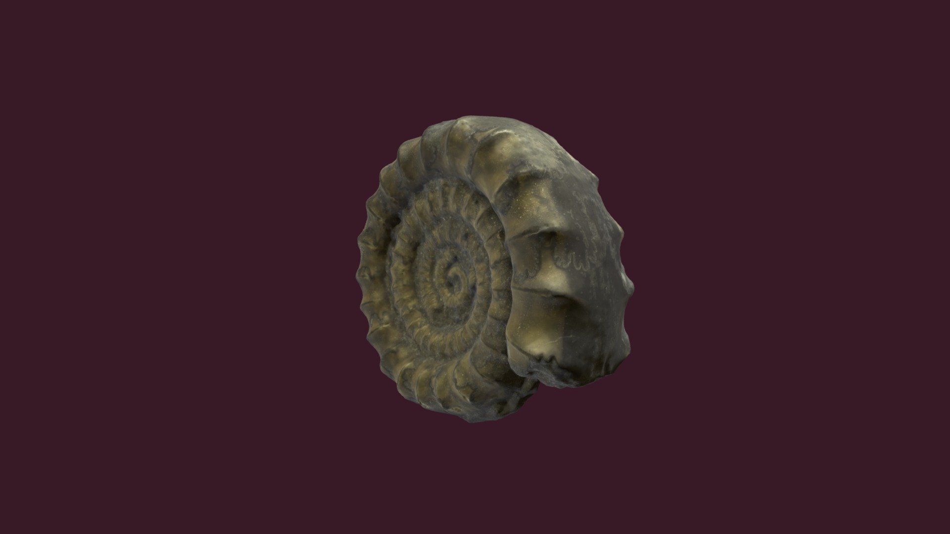 Echioceras raricostatum - Buy Royalty Free 3D model by Shellie Luallin ...