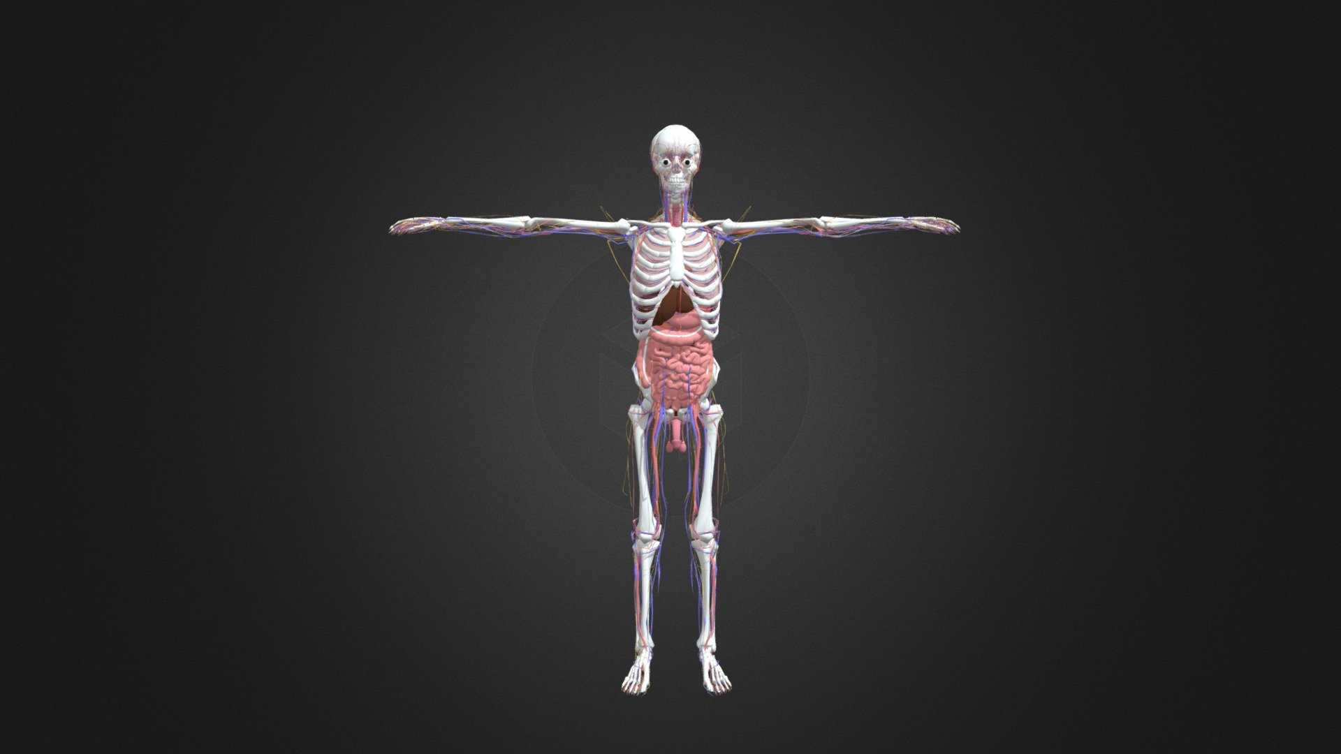 Anatomy Lowquality Lowpoly - Download Free 3D model by @German_Martian ...