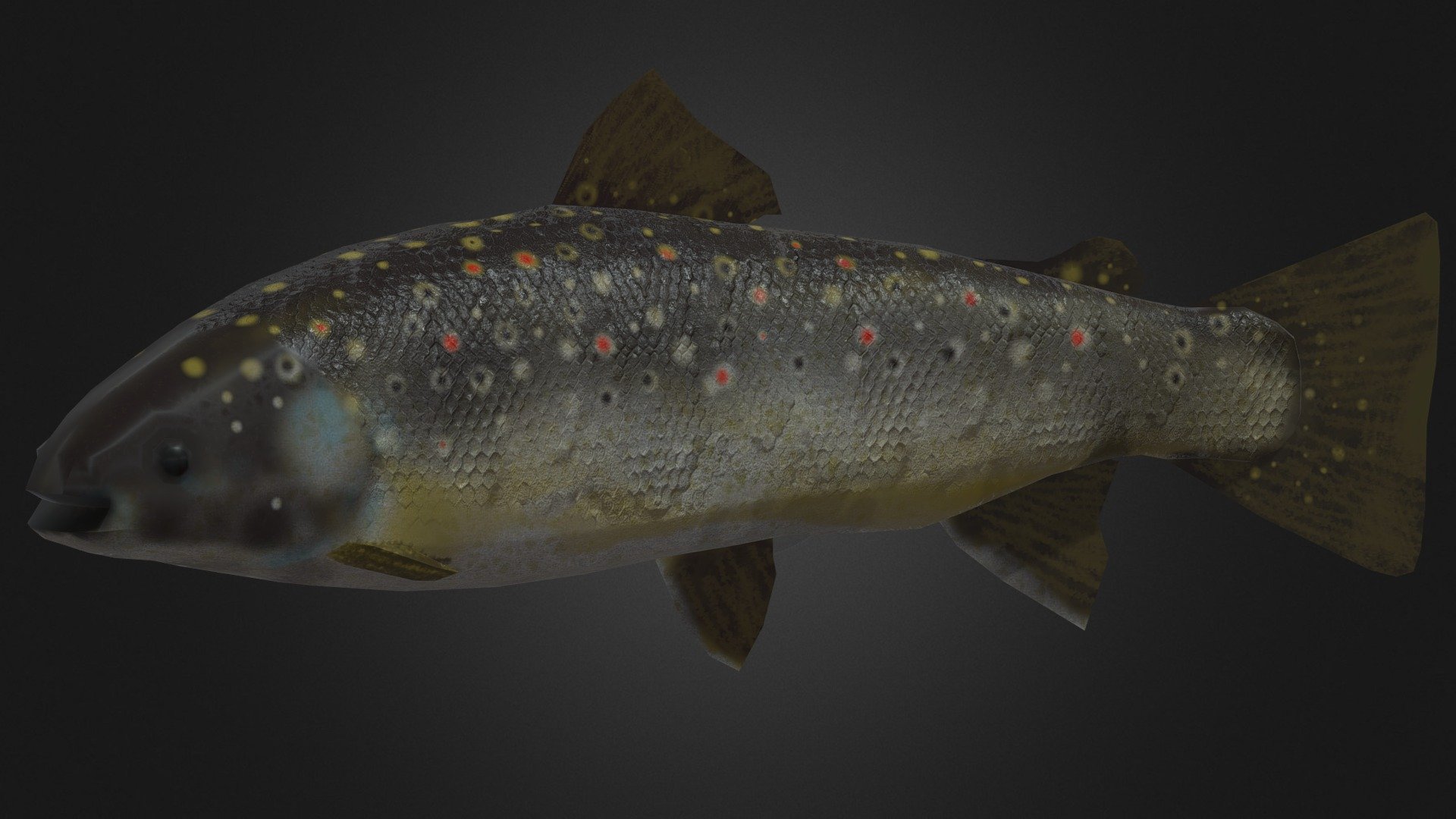 Brown Trout Low Poly - 3D model by serglov [be22c20] - Sketchfab