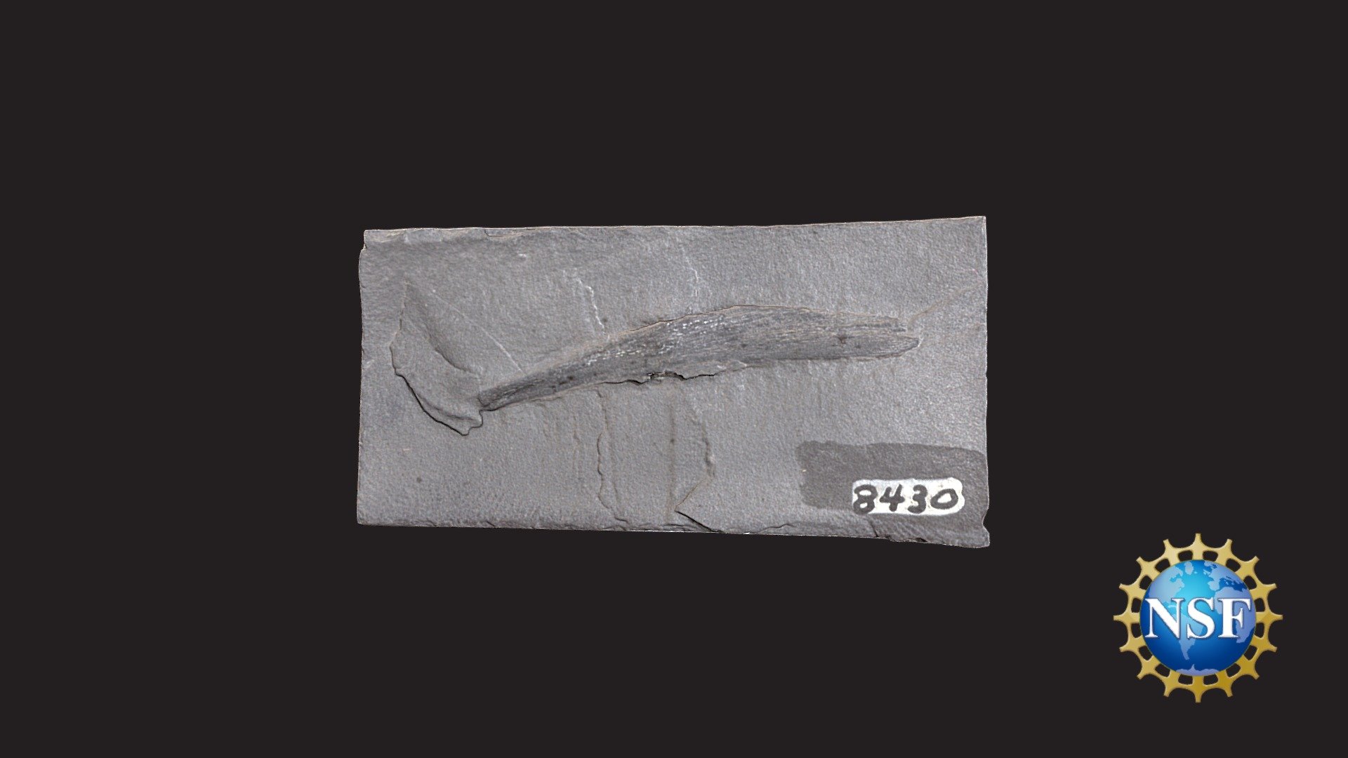 CMNH 8430 Micro Arthrodire Infragnathal - 3D model by Cleveland Museum ...