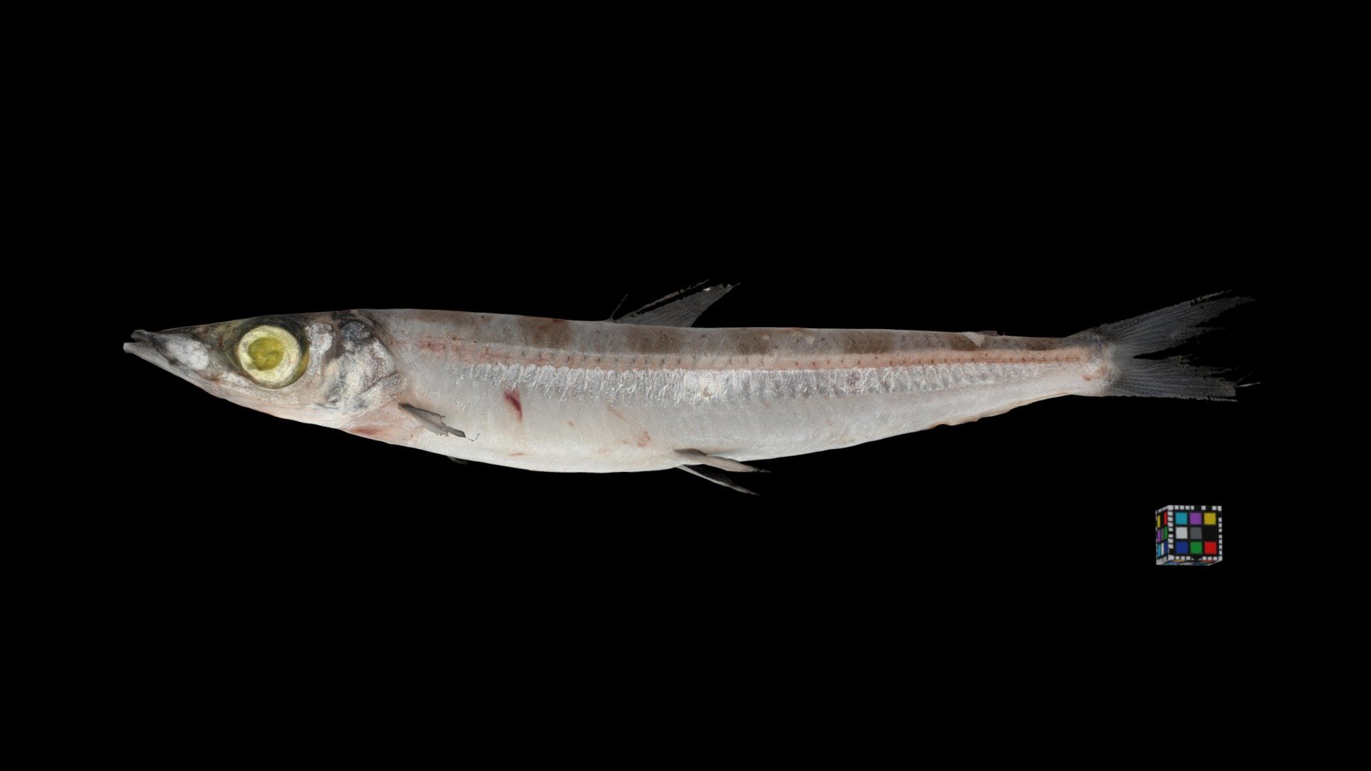 ニギス Deep-sea Smelt, Glossanodon semifasciatus - Download Free 3D model ...
