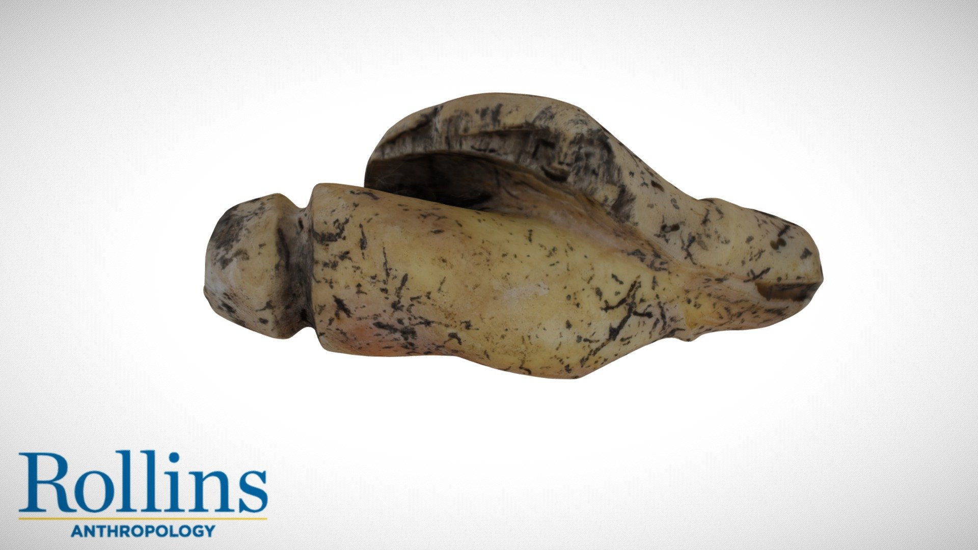Shell Plummet, Orange County, Florida - Download Free 3D model by ...