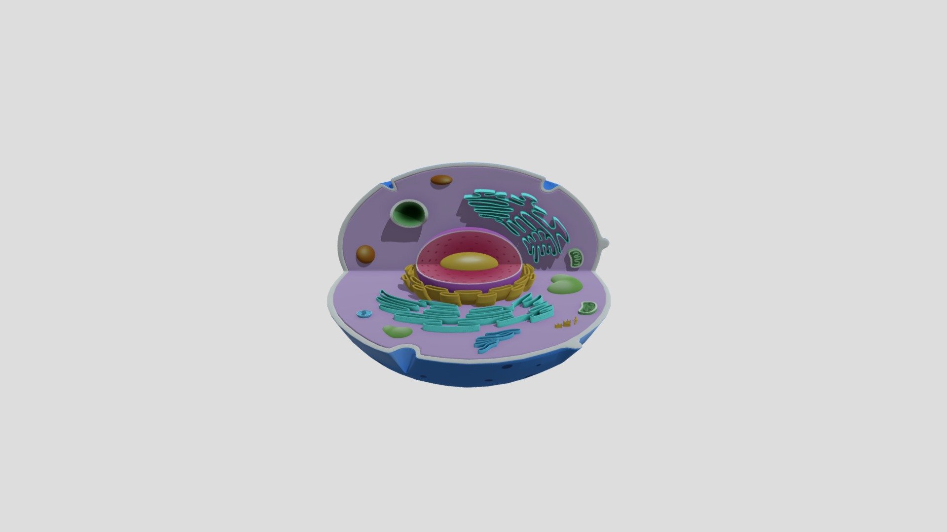 Animal cell - 3D model by yoanastoyanova [be3a4b5] - Sketchfab