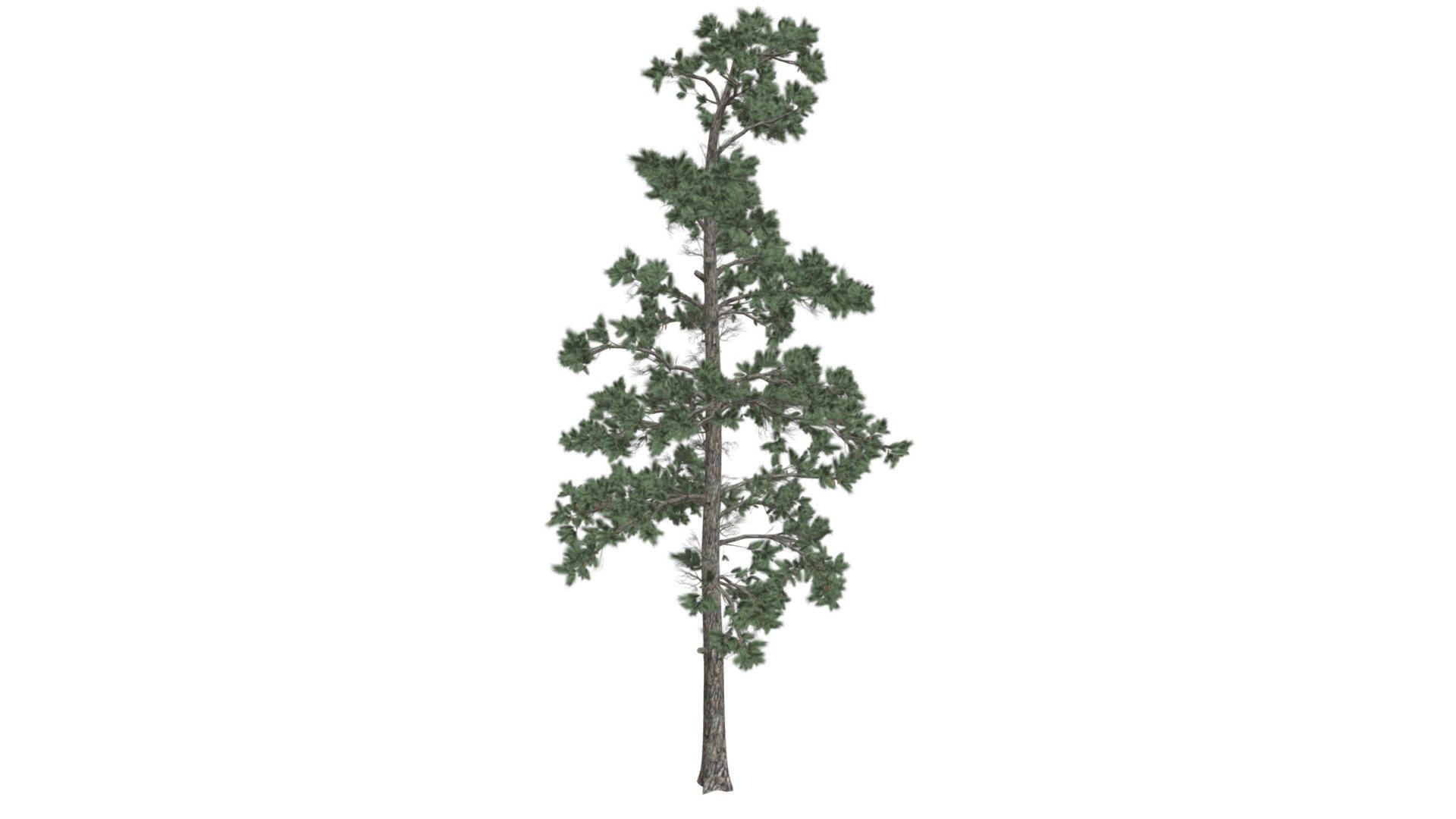 Eastern White Pine Tree #02 - Buy Royalty Free 3D model by meshshape ...