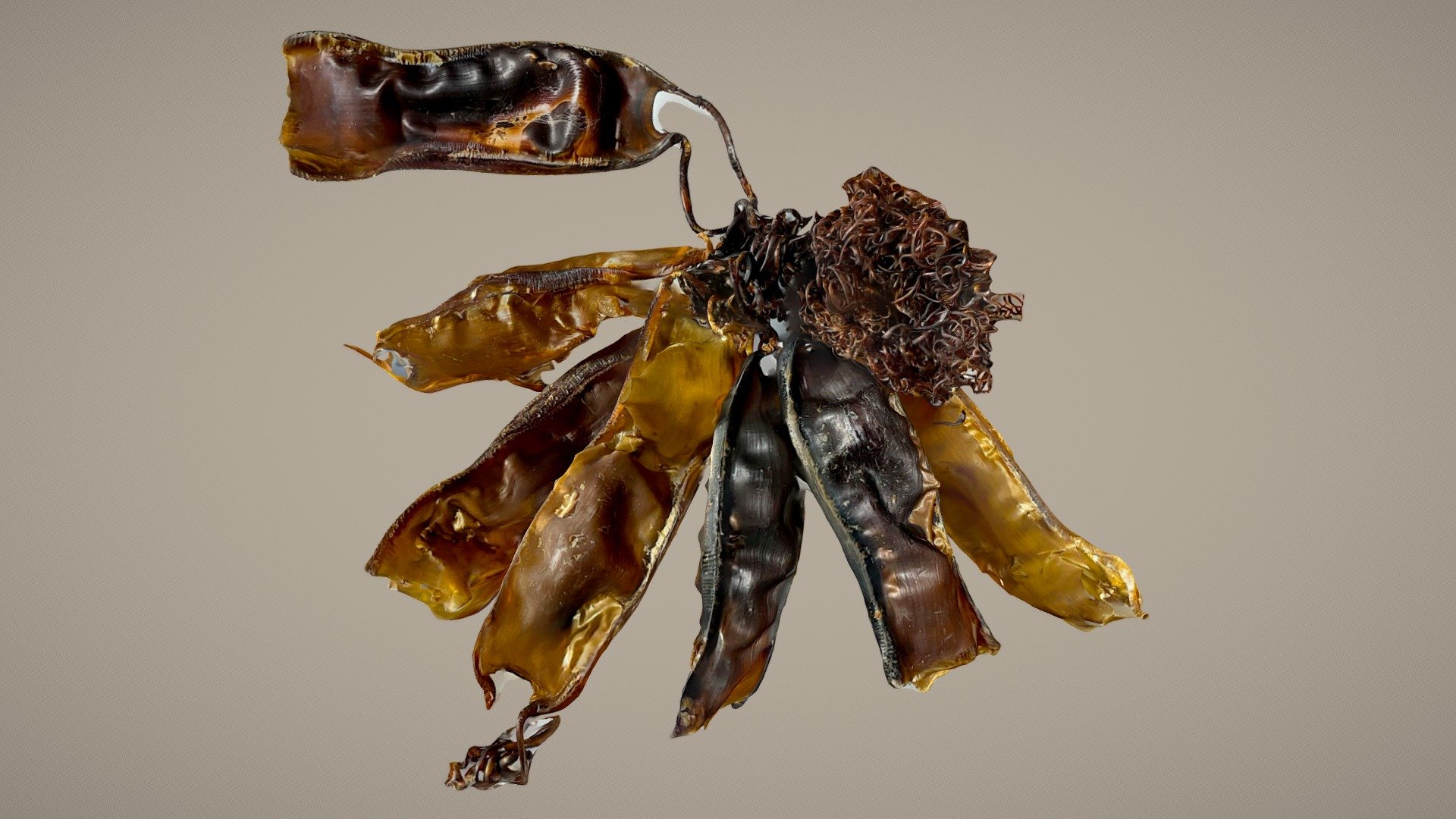 Mermaid’s Purses - Download Free 3D model by Dave Green (@greengallery ...