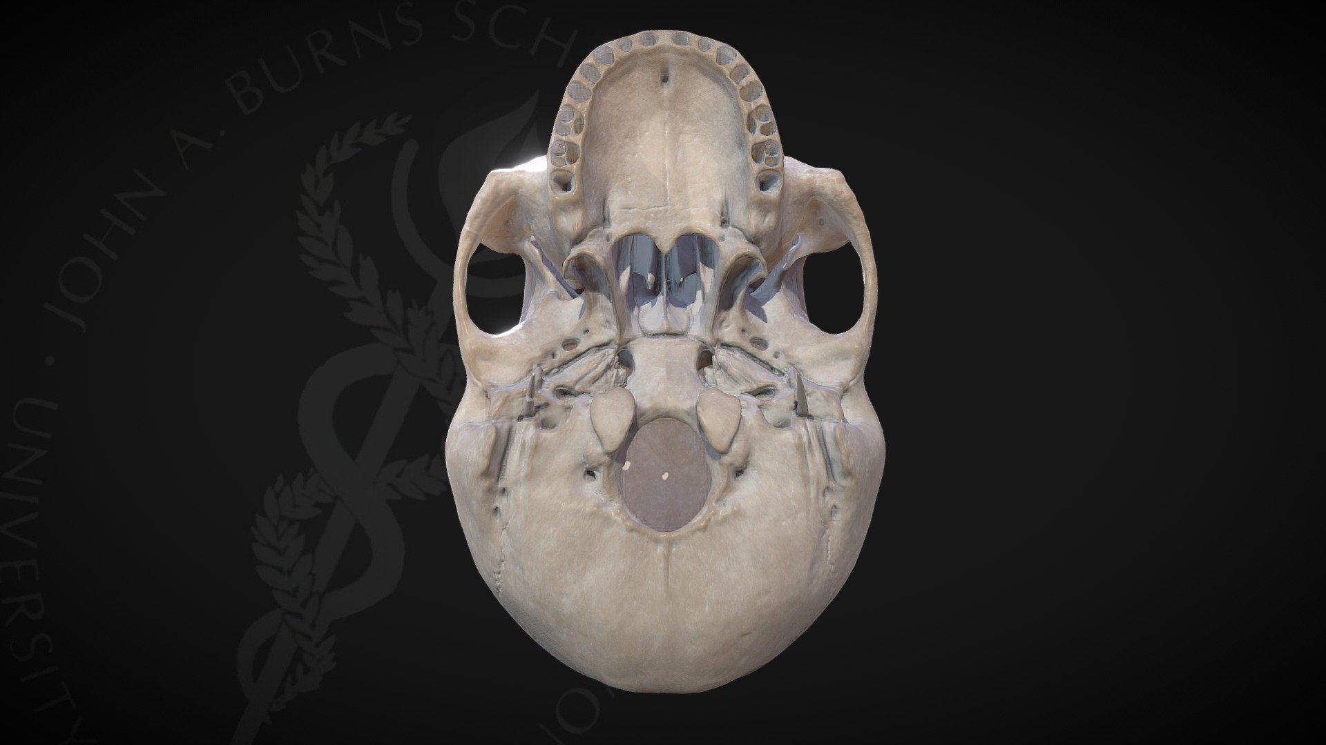 Foramina of the Basisphenoid - 3D model by John A Burns School of ...
