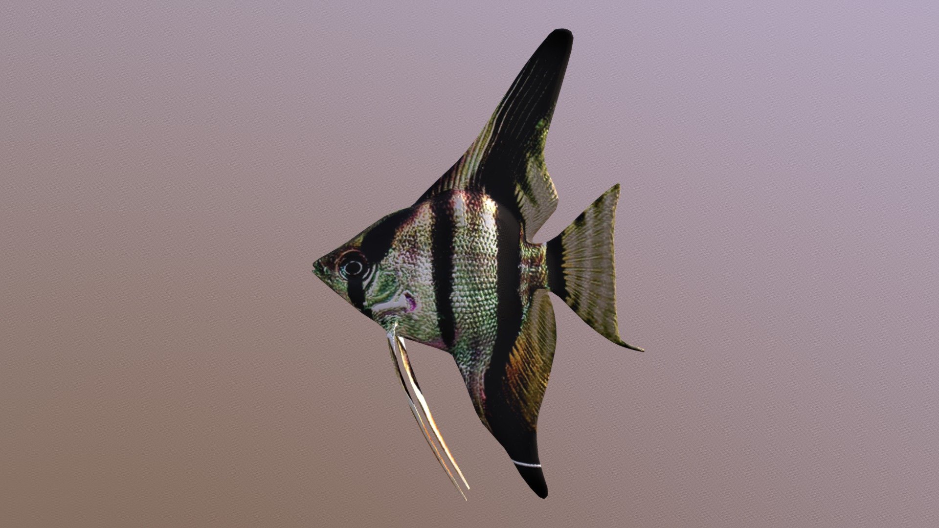 Angelfish - Buy Royalty Free 3D model by 3dlowpoly [be50311 ...