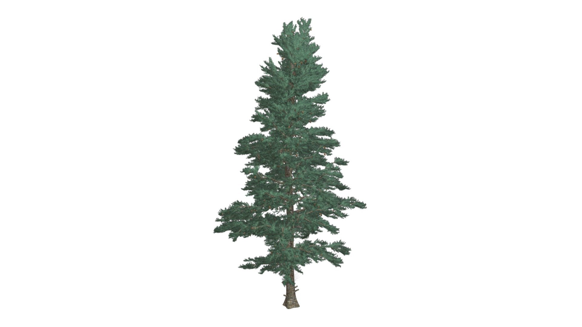 White Fir Tree #08 - Buy Royalty Free 3D model by meshshape [be57595 ...