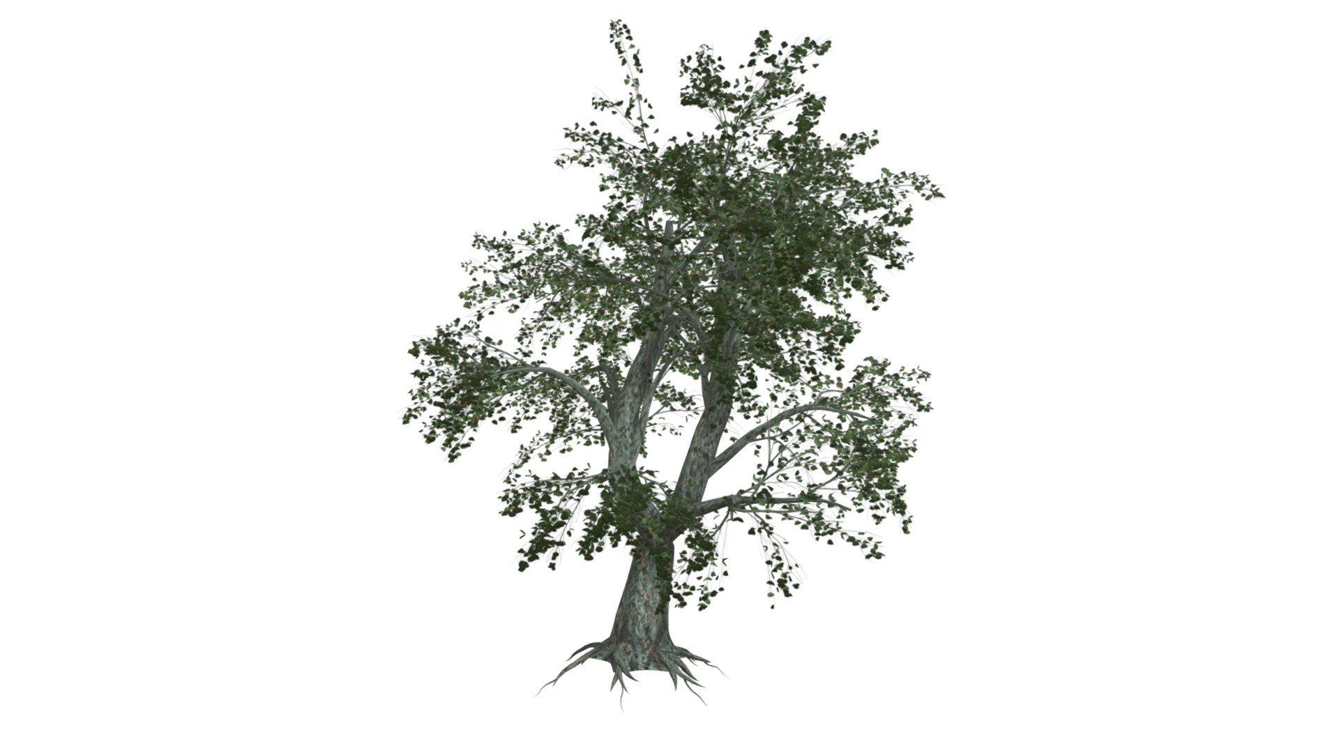 Katsura Tree #08 - Buy Royalty Free 3D model by meshshape [be588f0] - Sketchfab Store