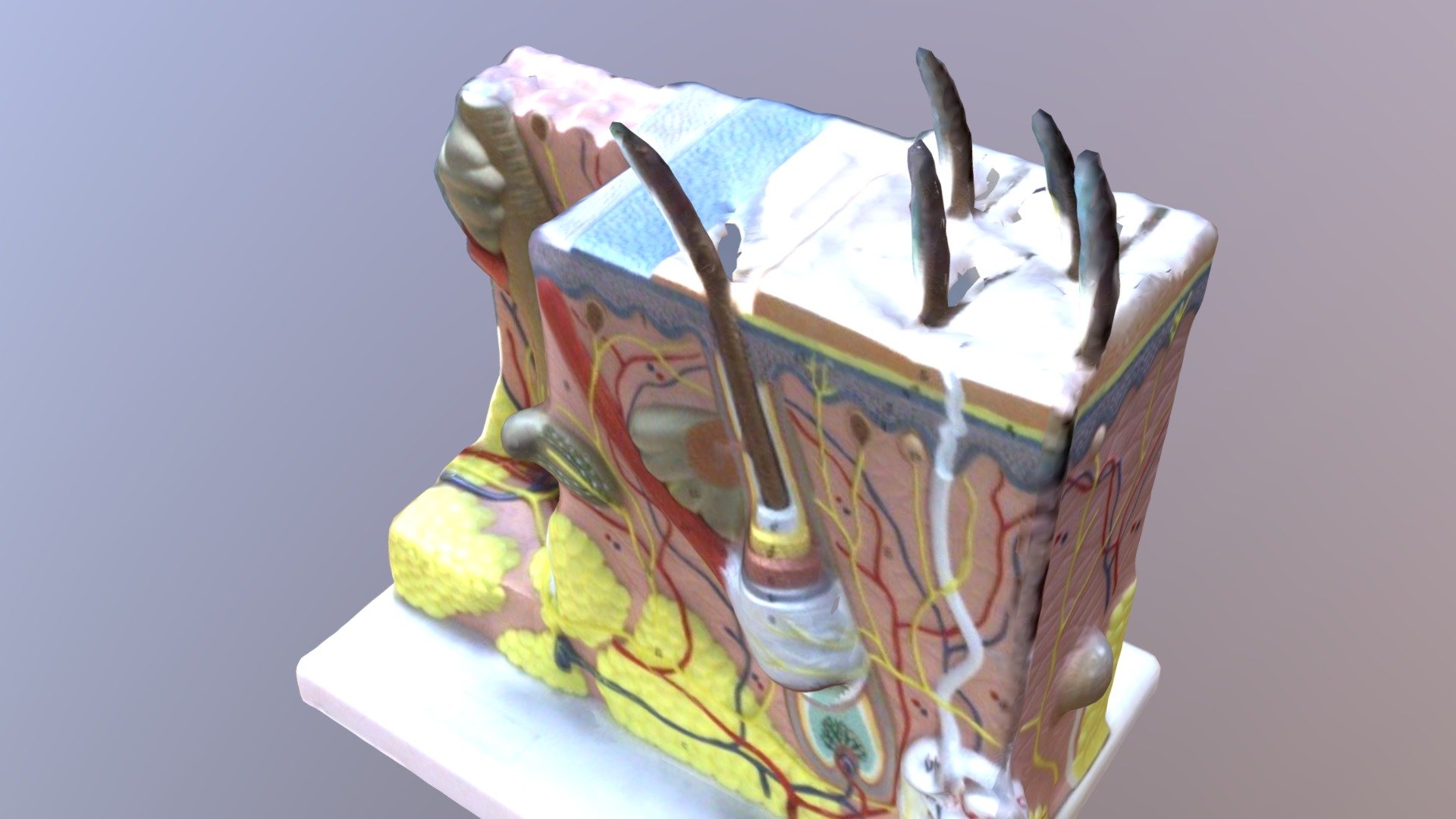 Hair And Skin - Download Free 3D model by eLearning@Preston's College ...