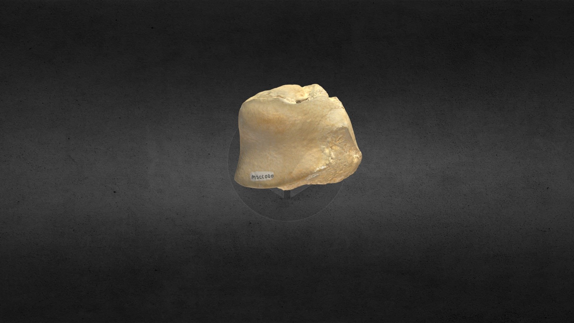 Loxodanta africana (elephant) L Unciform - Download Free 3D model by ...