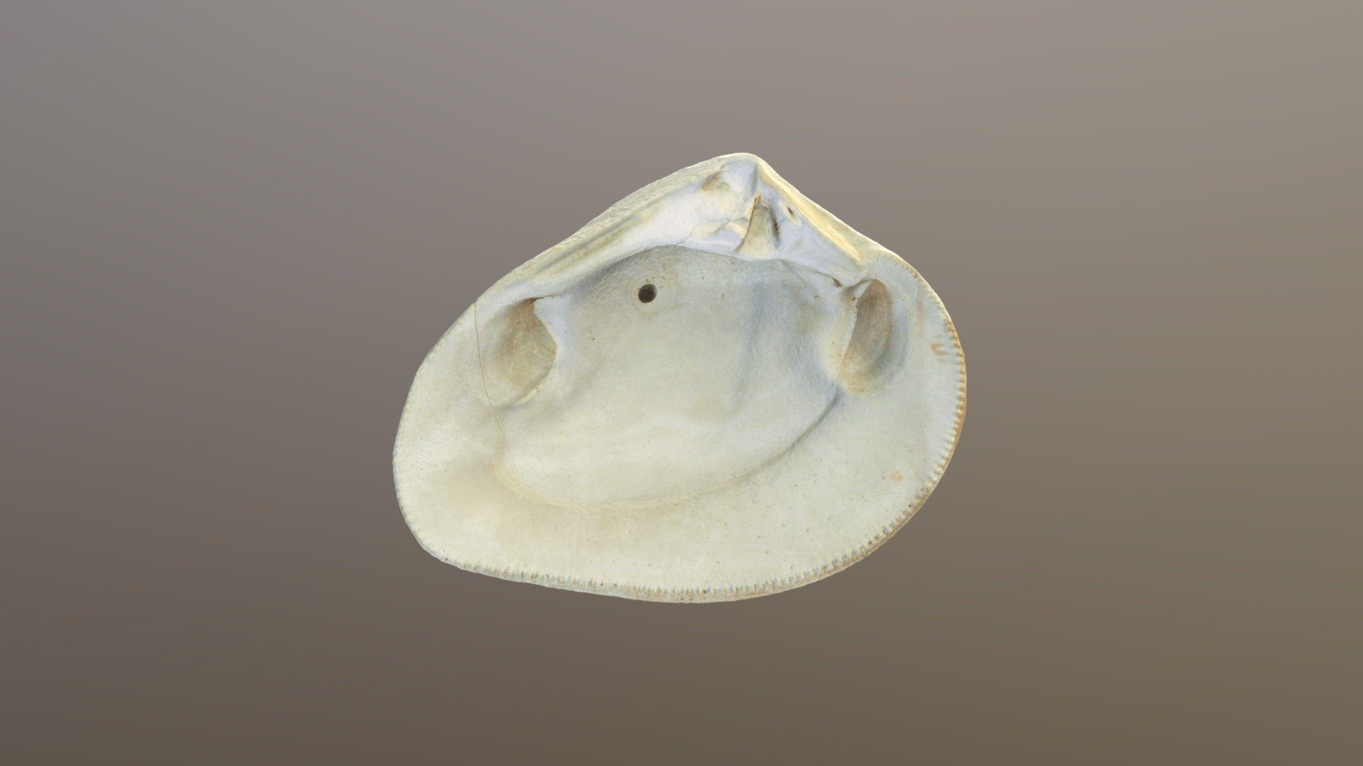 Crassatella vadosa wadei D7887 - 3D model by Shellie Luallin ...