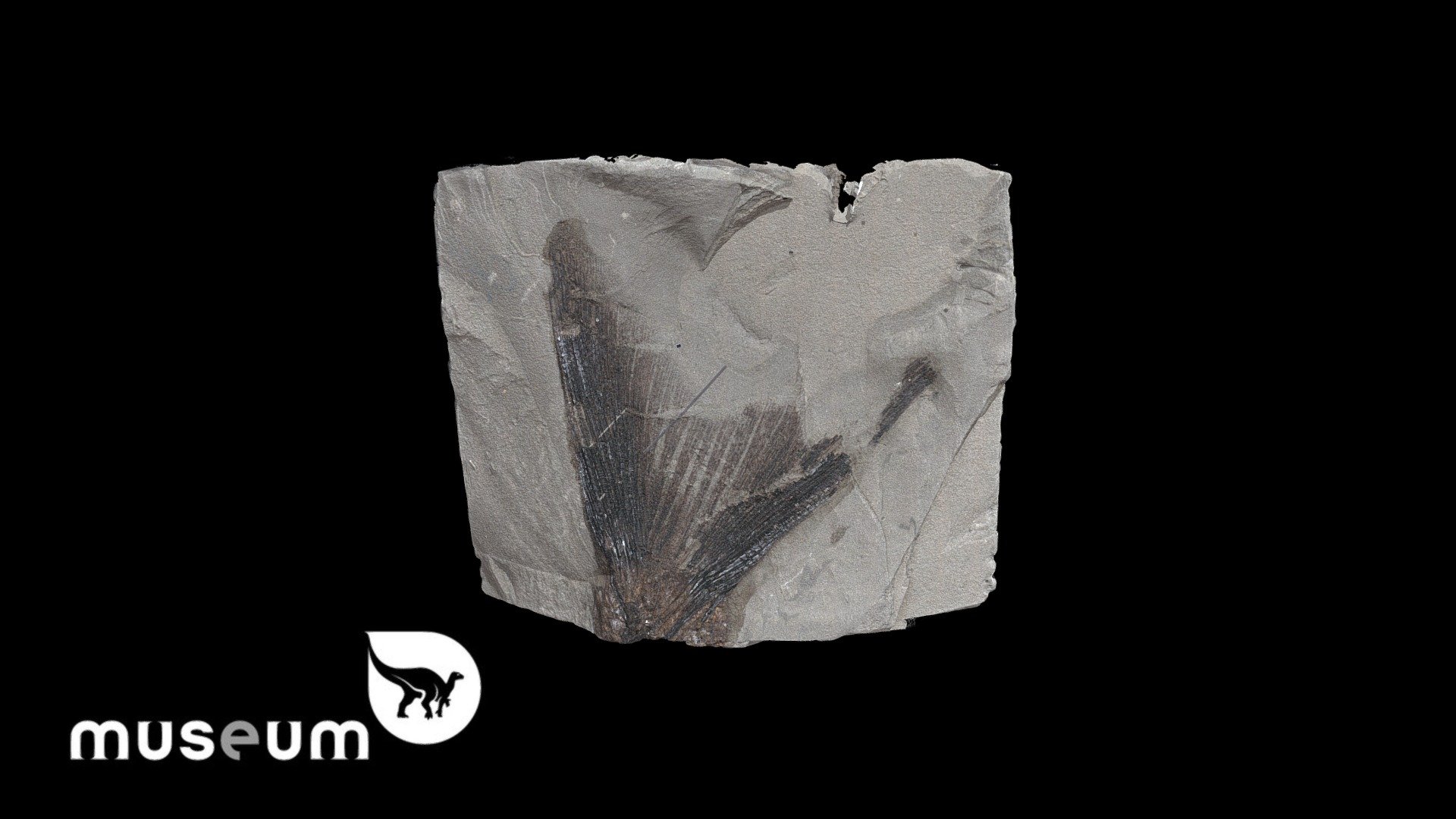 IRSNB P 03393 (2) - Aethalionopsis robustus - 3D model by Royal Belgian ...