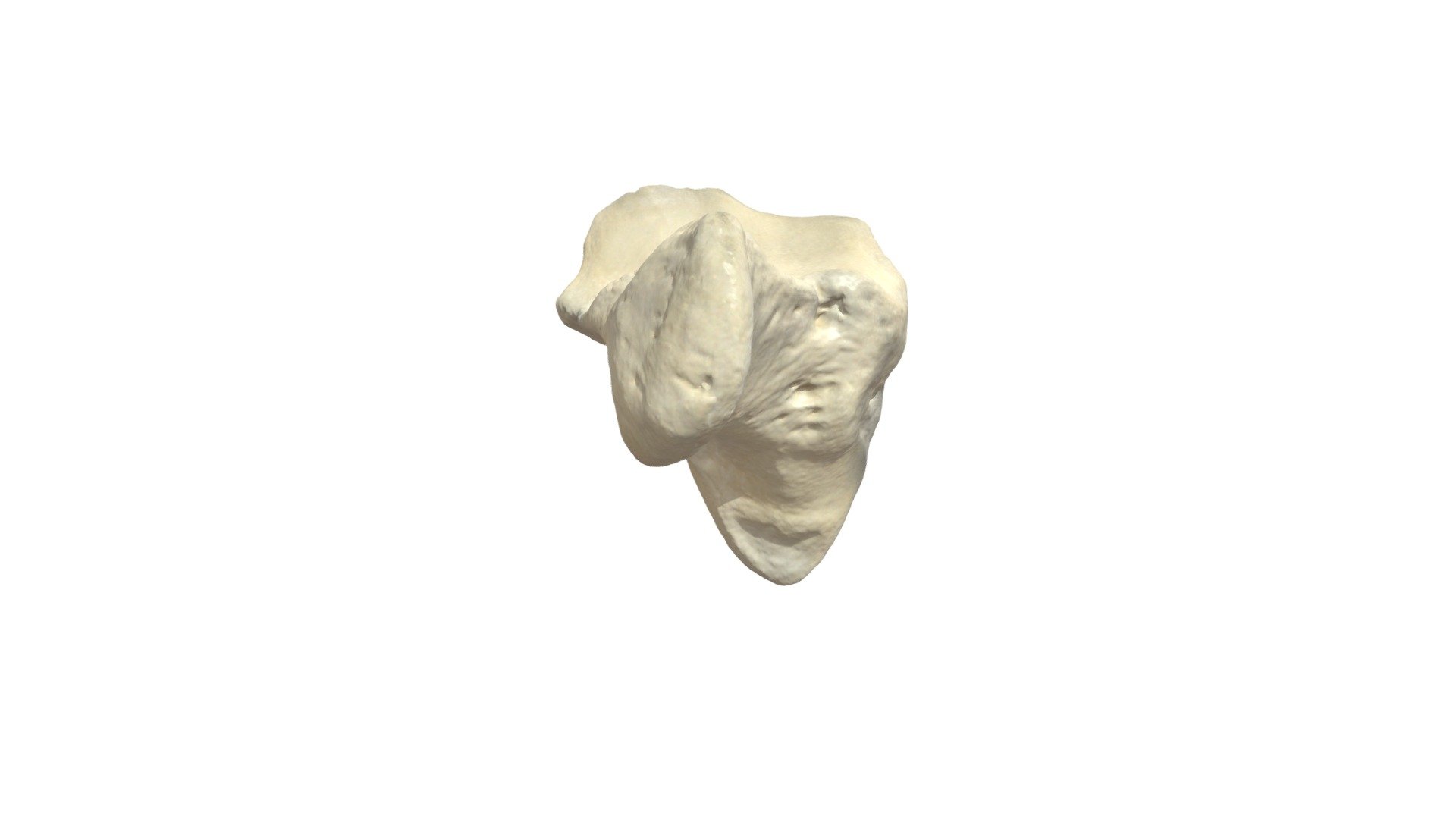 Os Hamatum R - 3D model by Universiteit Antwerpen (@marjanmaldoy ...