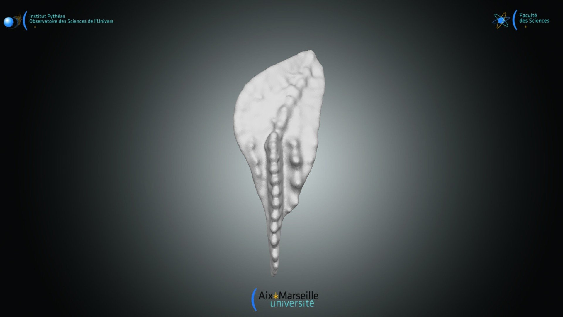 Conodonte - Siphonodella leiosa P1 dextre - Download Free 3D model by ...