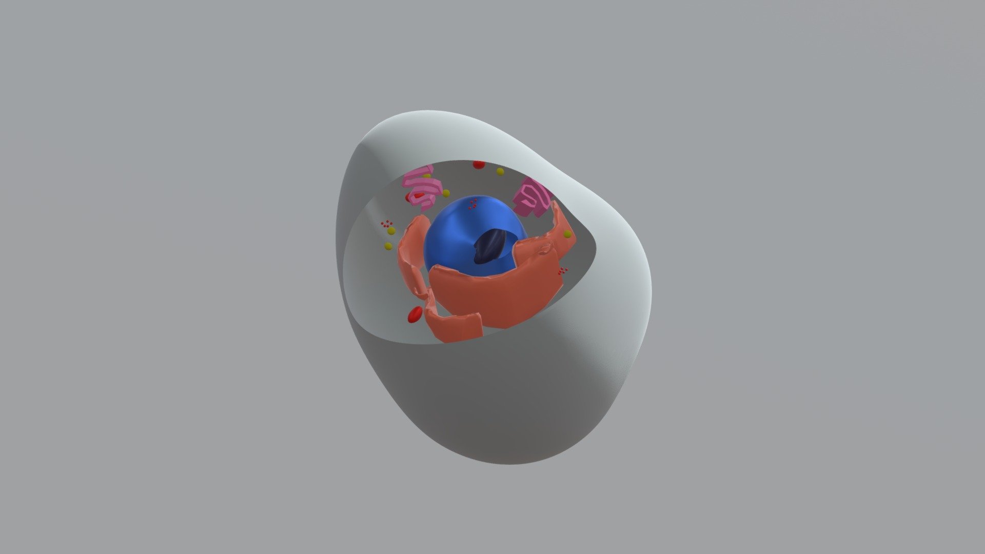 Simple Animal Cell - Download Free 3D model by nobell (@nobellrbx ...