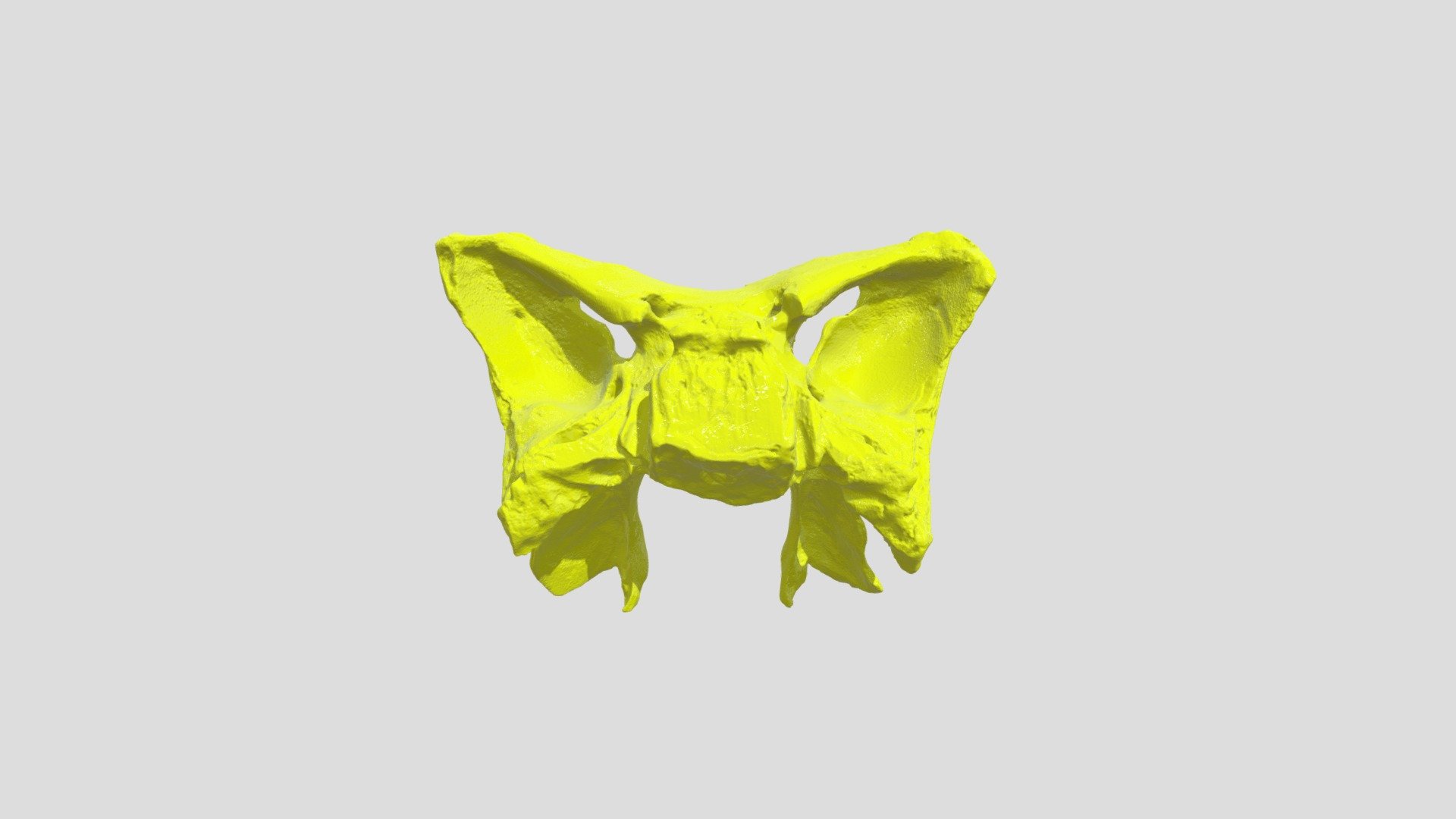 Sphenoid - 3D model by 3D Leiden Archaeology [be62f52] - Sketchfab