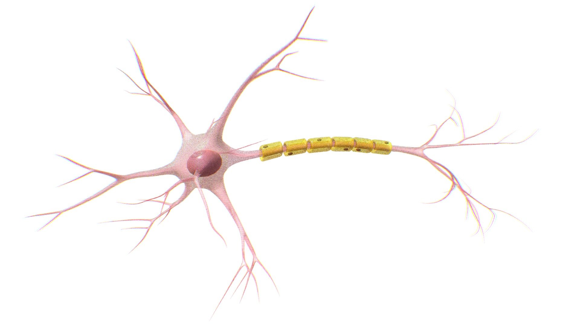 Structure of Neuron - 3D model by arloopa [be67973] - Sketchfab