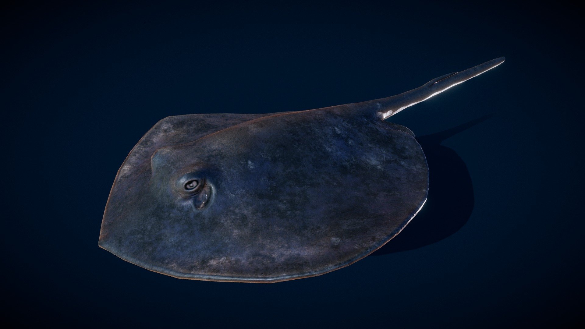 Short_tail_stingray - 3D model by DORAGM [be6c254] - Sketchfab