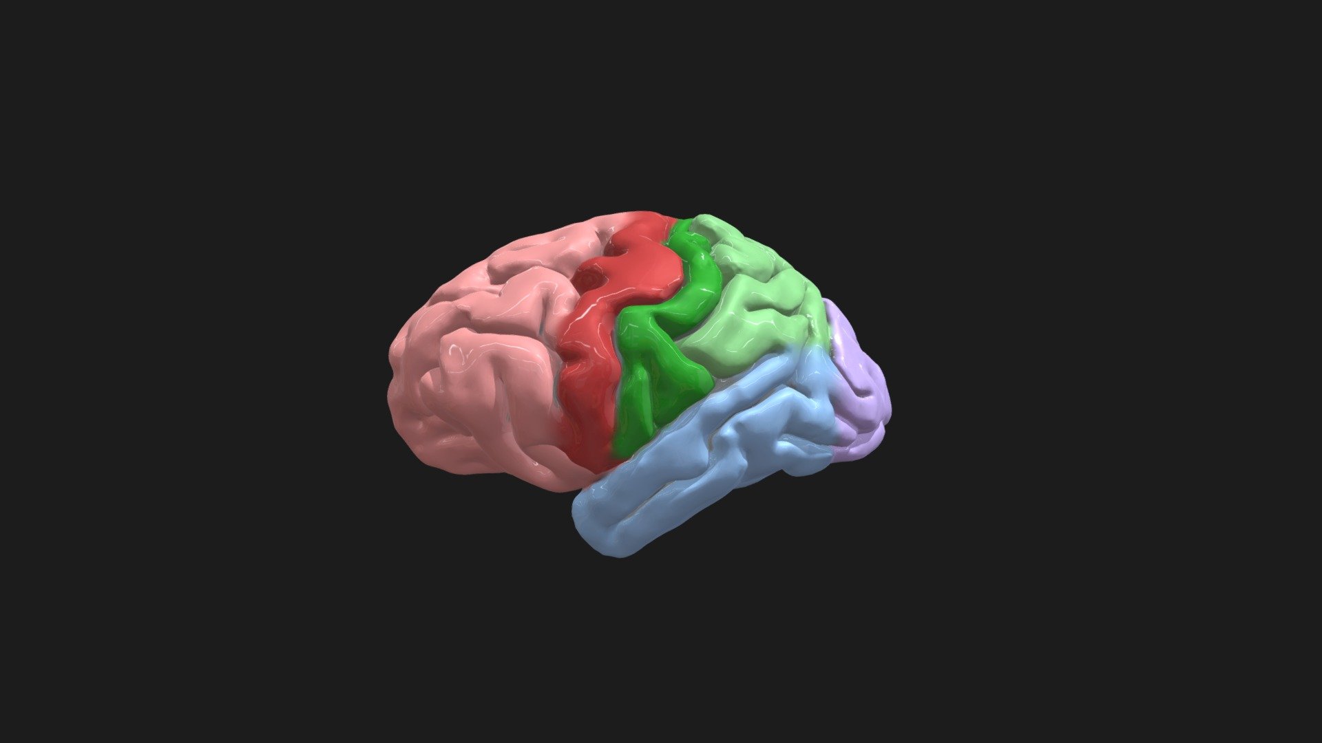 Gorilla Brain Diagram