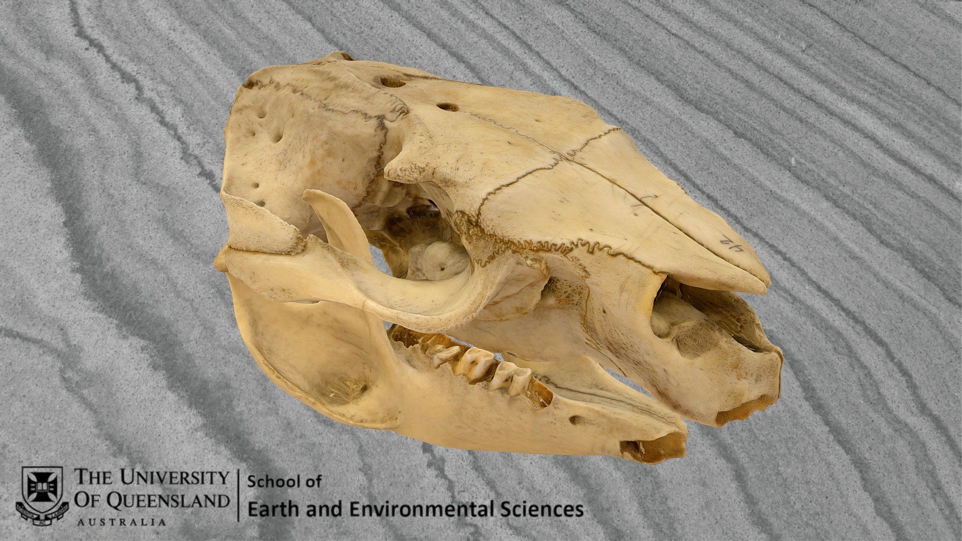 Wombat Skull (Lasiorhinus latifrons) - 3D model by nate_siddle (@nate ...