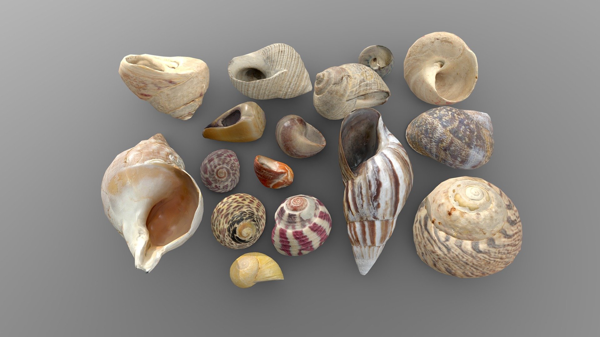 SeaShells Vol 3 - 3D model by Zacxophone [be79422] - Sketchfab