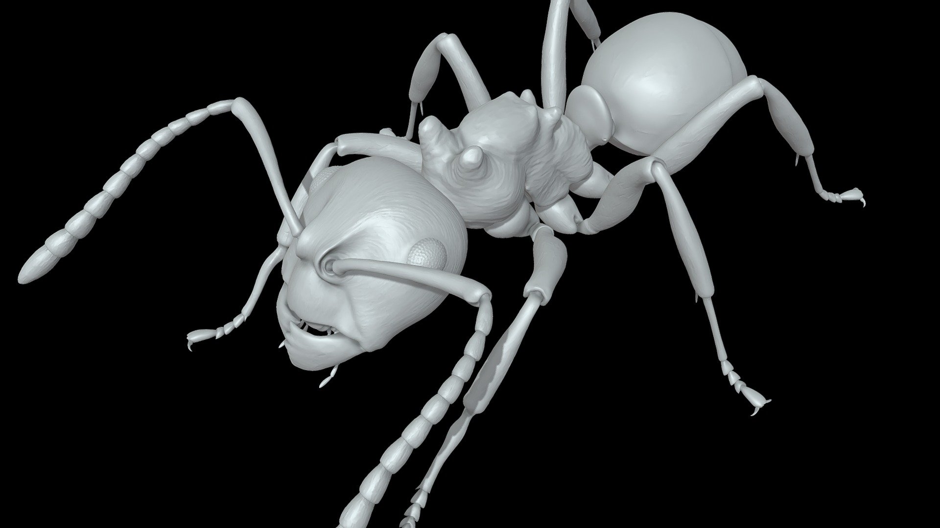 Notoncus - Download Free 3D model by tunosemi [be7a041] - Sketchfab