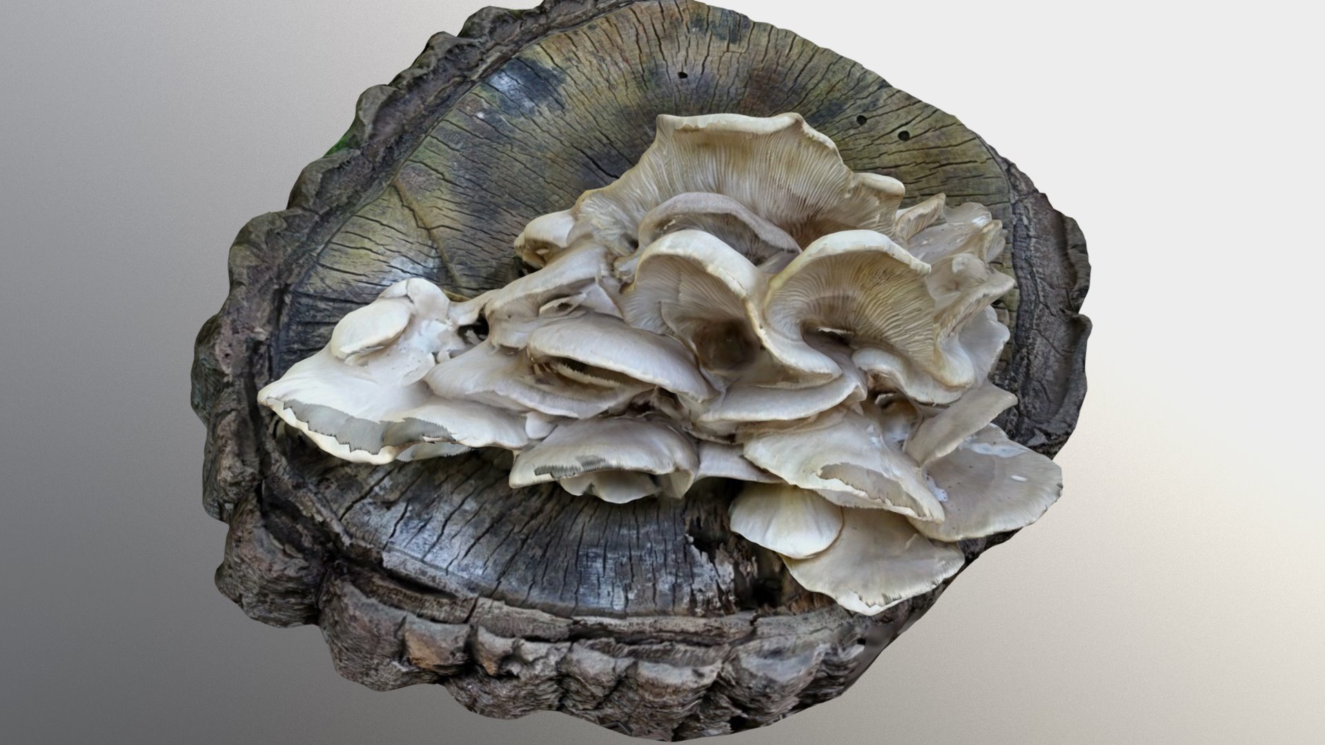 Fungus01 - Download Free 3D model by evolutionize [be7bc09] - Sketchfab