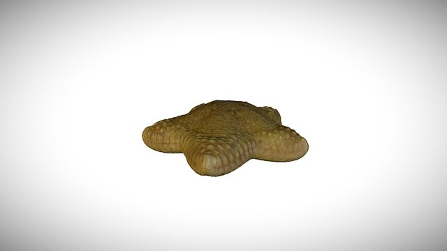 Cushion-star 3D models - Sketchfab