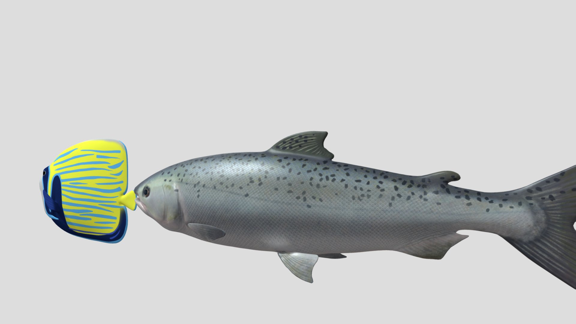 Fish1 - 3D model by amirmahmud (@alghiamir) [be7c1bd] - Sketchfab