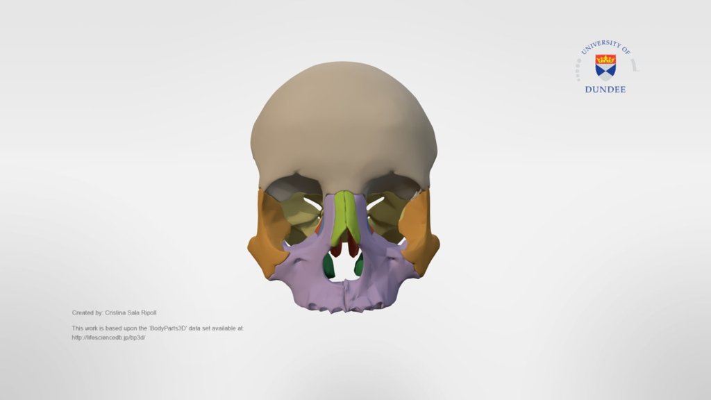 Bones of the orbit - 3D model by University of Dundee, CAHID (@anatomy ...