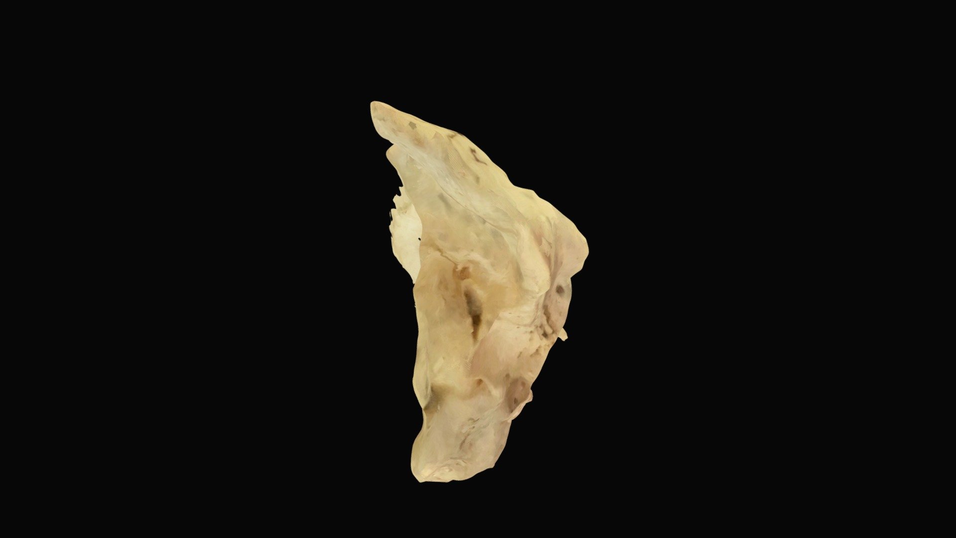 Temporal bone - 3D model by prajjawalit [be82df4] - Sketchfab