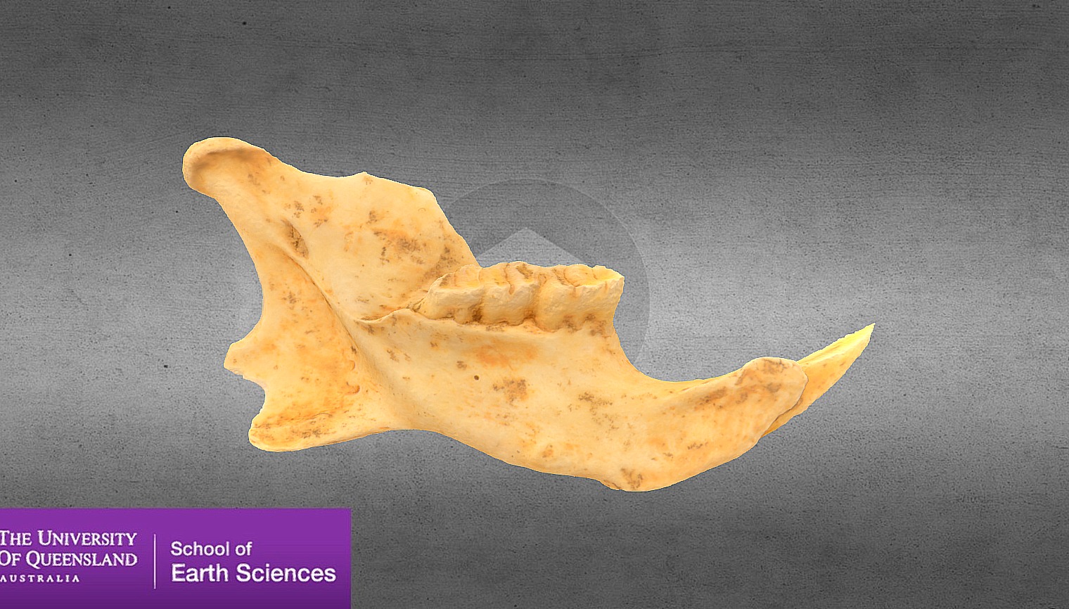 Rattus sp. (Rat) Mandible - 3D model by nate_siddle (@nate_sid ...