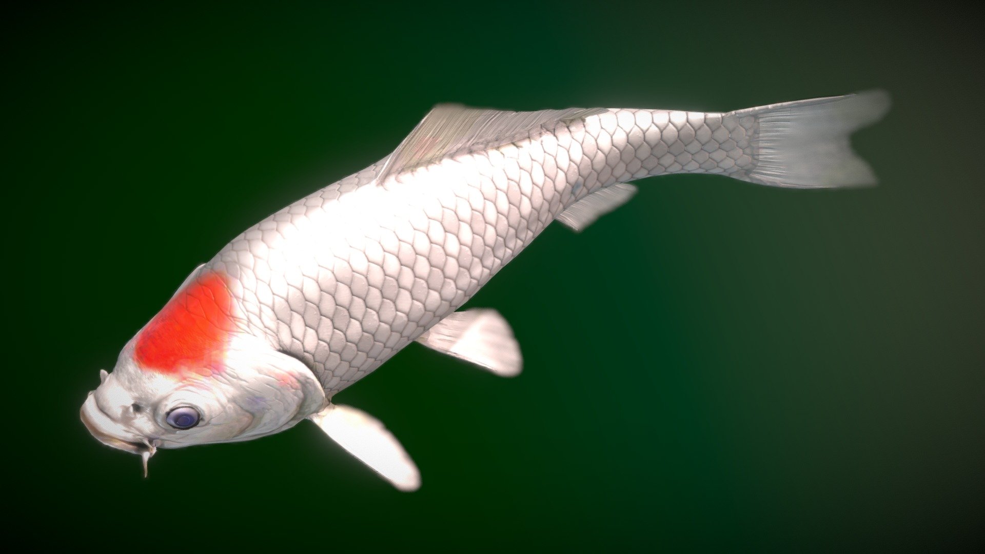 Koi — Tancho Sanke - 3D model by Nestaeric [be8585b] - Sketchfab