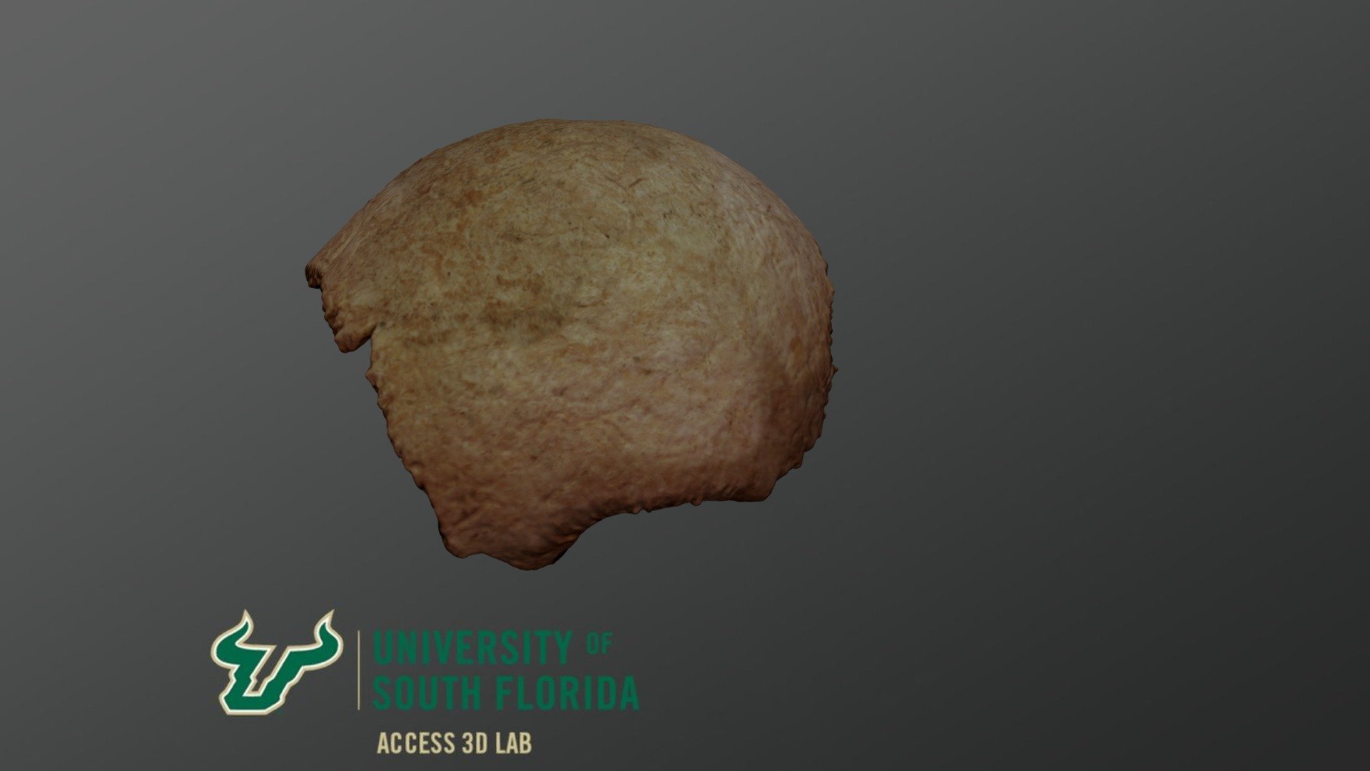 Medieval Era Parietal Bone (from the left side) - 3D model by access3d ...