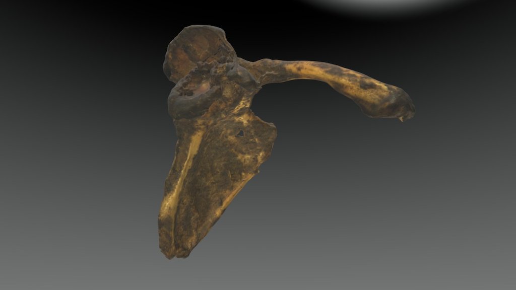 Collar bone and scapula - 3D model by threeding.com [be87c9b] - Sketchfab