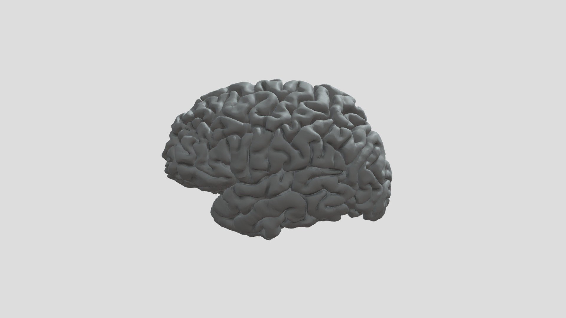 Left Brain Hemisphere from MRI - 3D model by jjtanner [be8c68b] - Sketchfab
