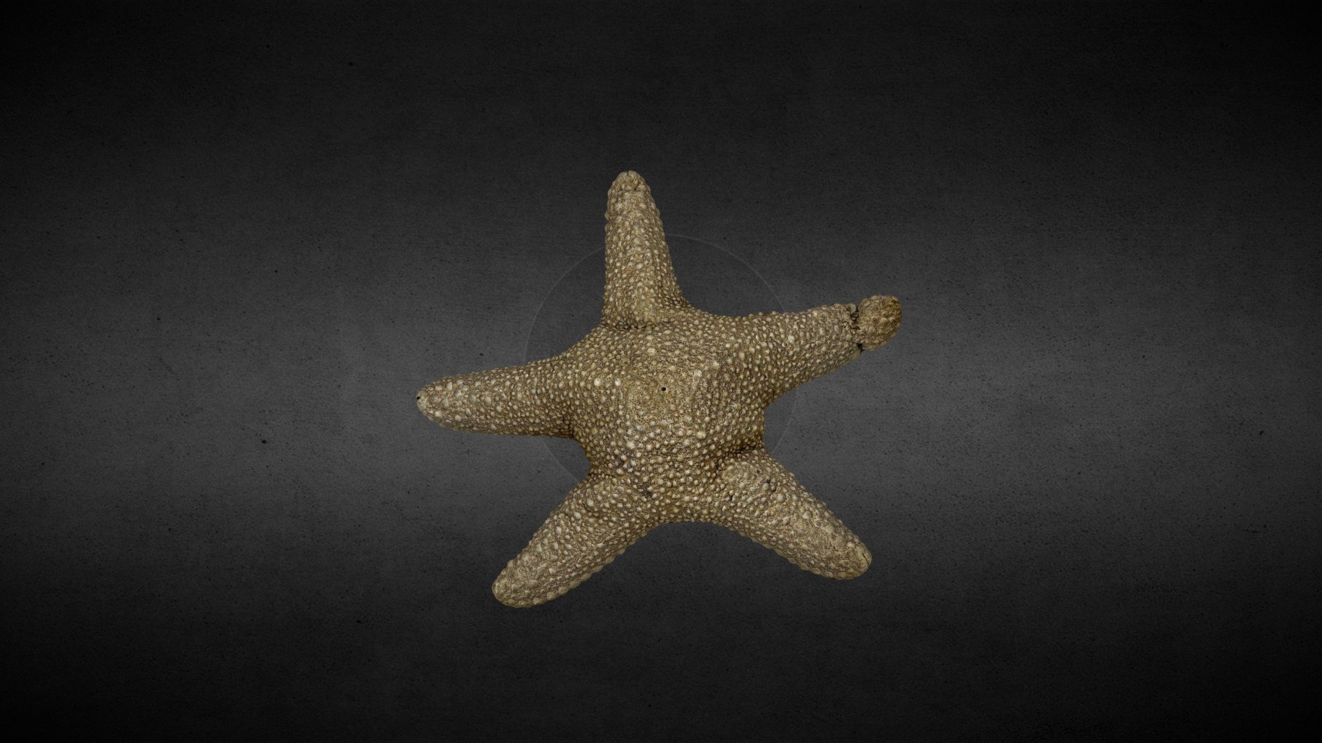 Common Sea Star - Download Free 3D model by itsmerolfzurc [be9623a] - Sketchfab