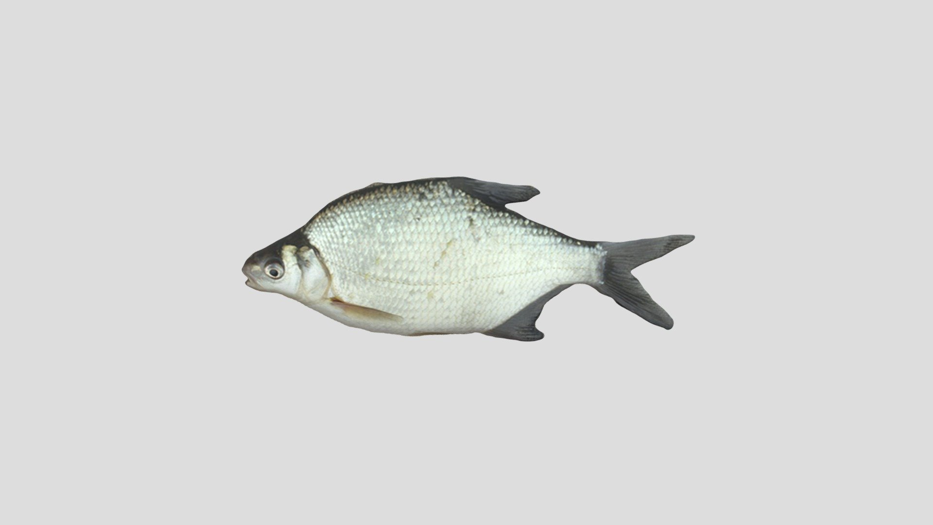 Freshwater Bream - 3D model by vesk2321 [be967da] - Sketchfab