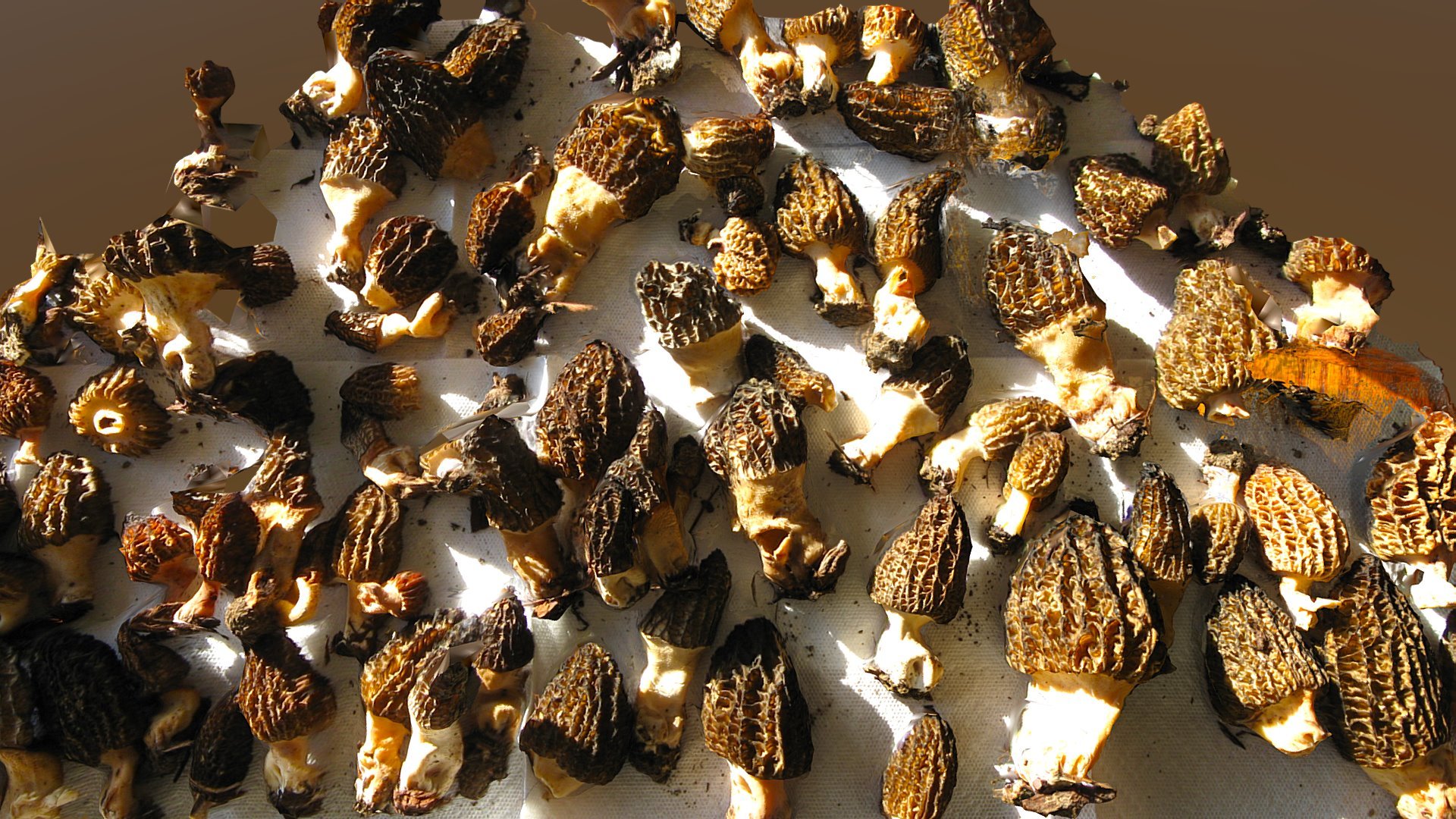 Morels - 3D model by John Toeppen (@toeppen) [be992d8] - Sketchfab