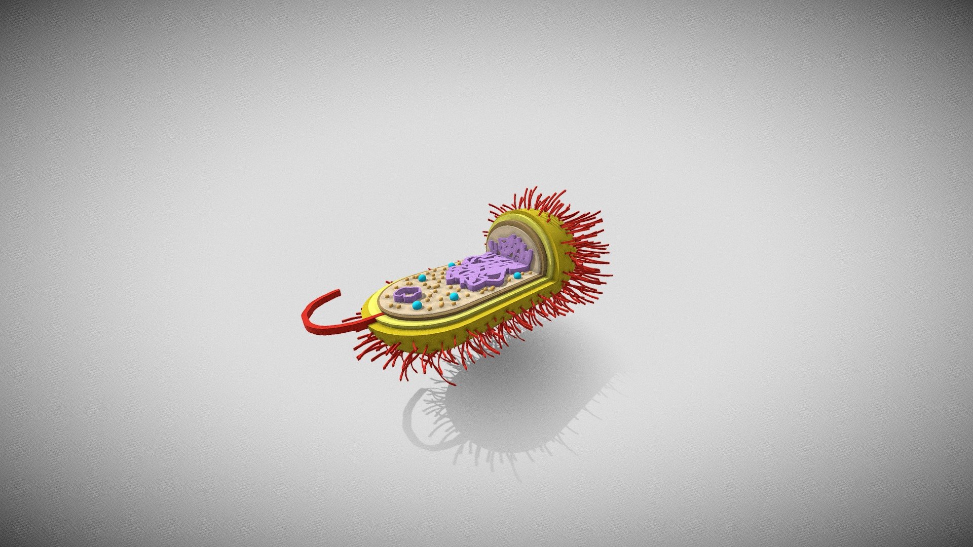 bacterial_cell_model - 3D model by amirezahadian [be9cb5d] - Sketchfab
