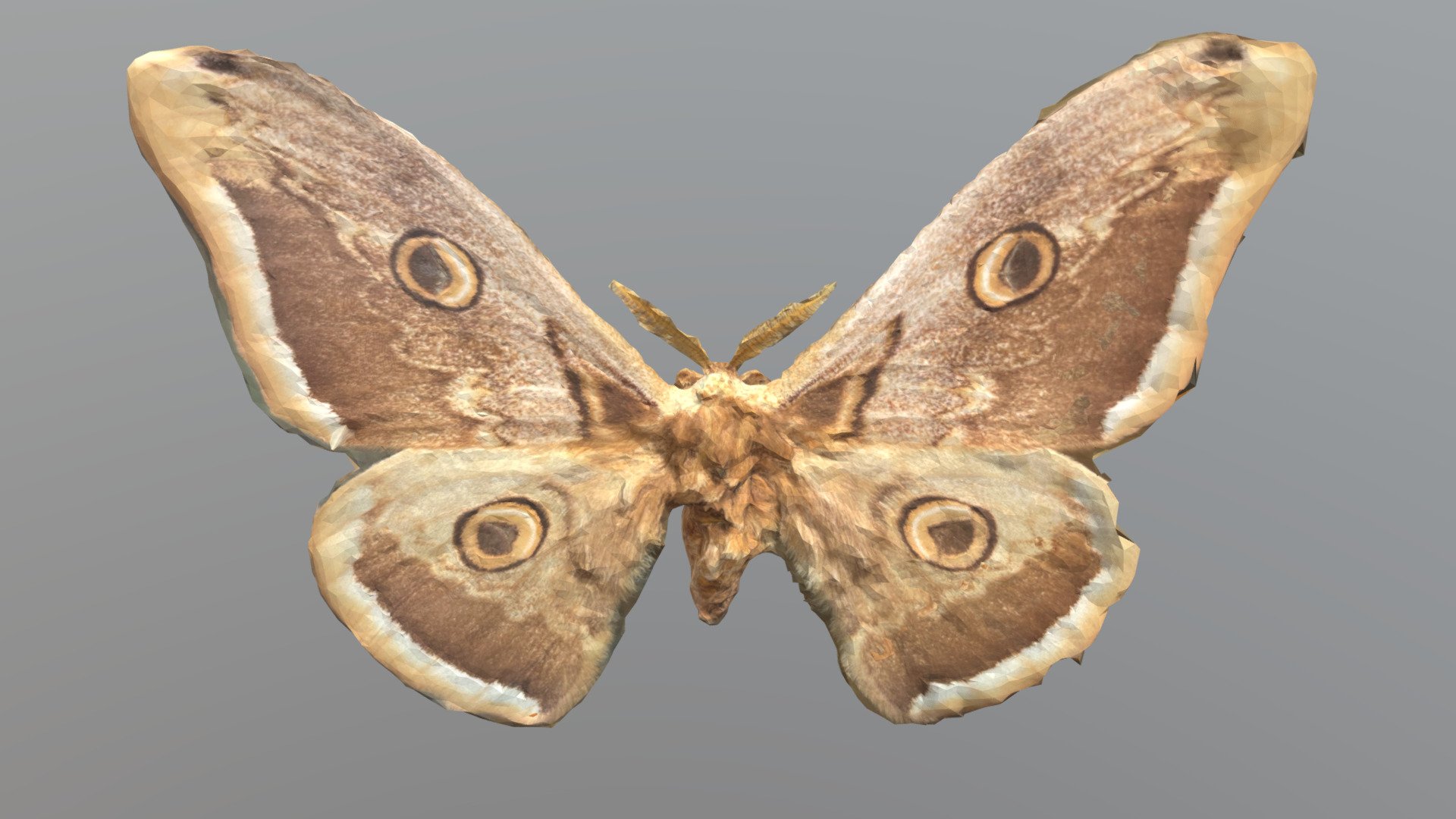 Papillon Grand paon mâle 2 - Download Free 3D model by Tavernier Amaury ...